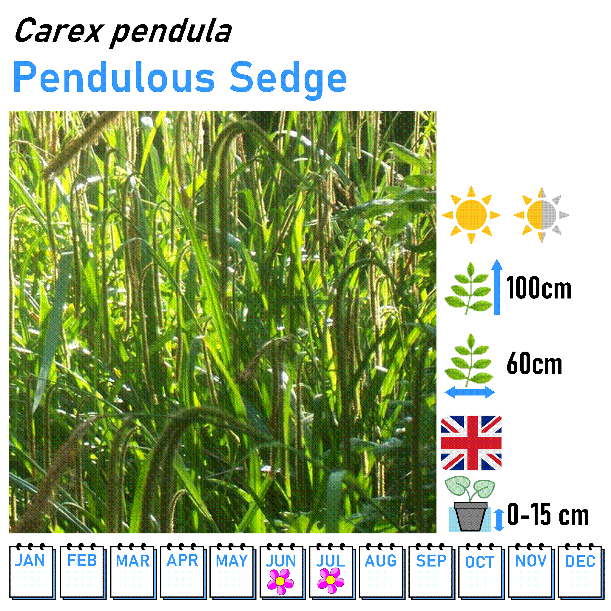 UK Native - Marginal and Bog Pond Plant- 9cm Pot