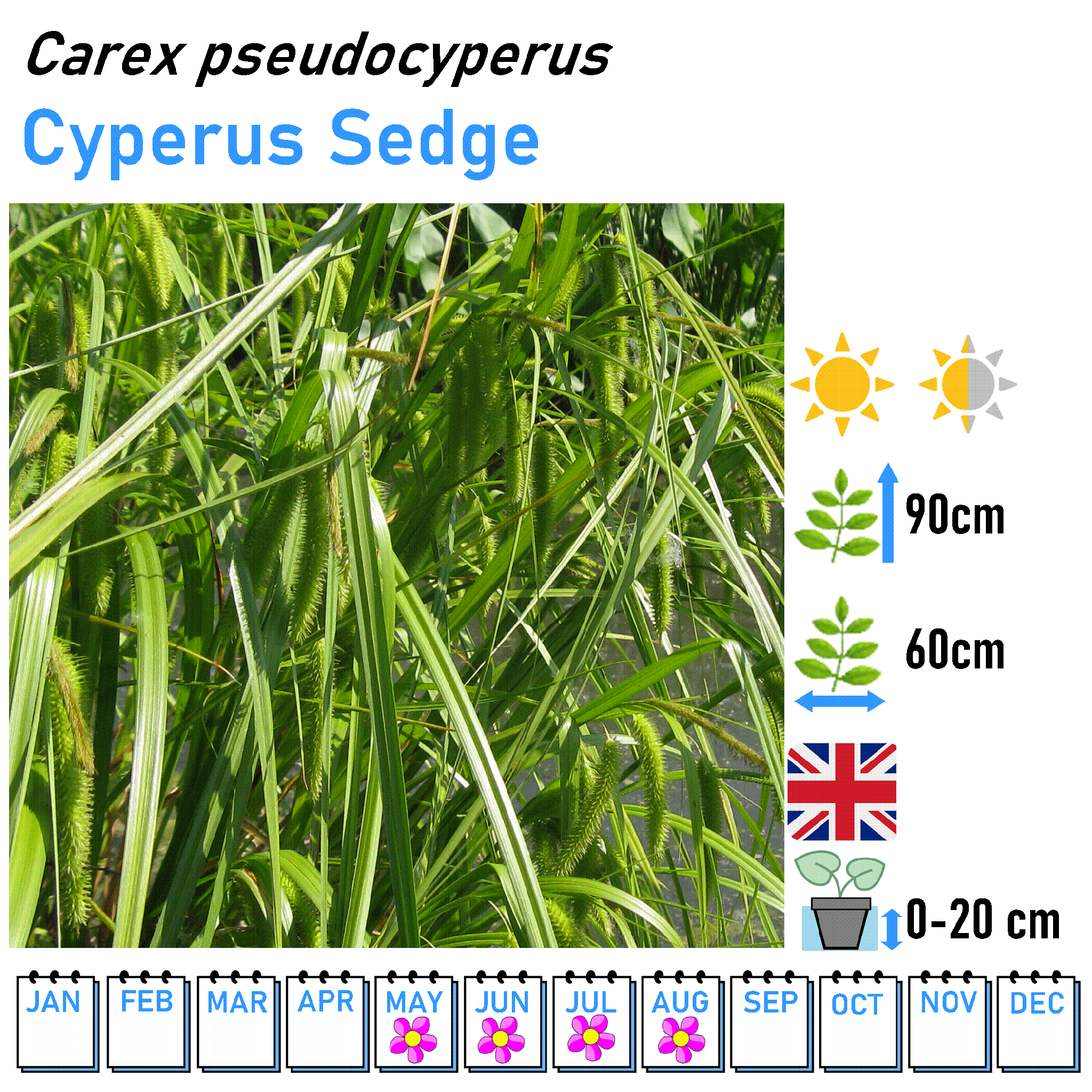 UK Native - Marginal and Bog Pond Plant- 9cm Pot