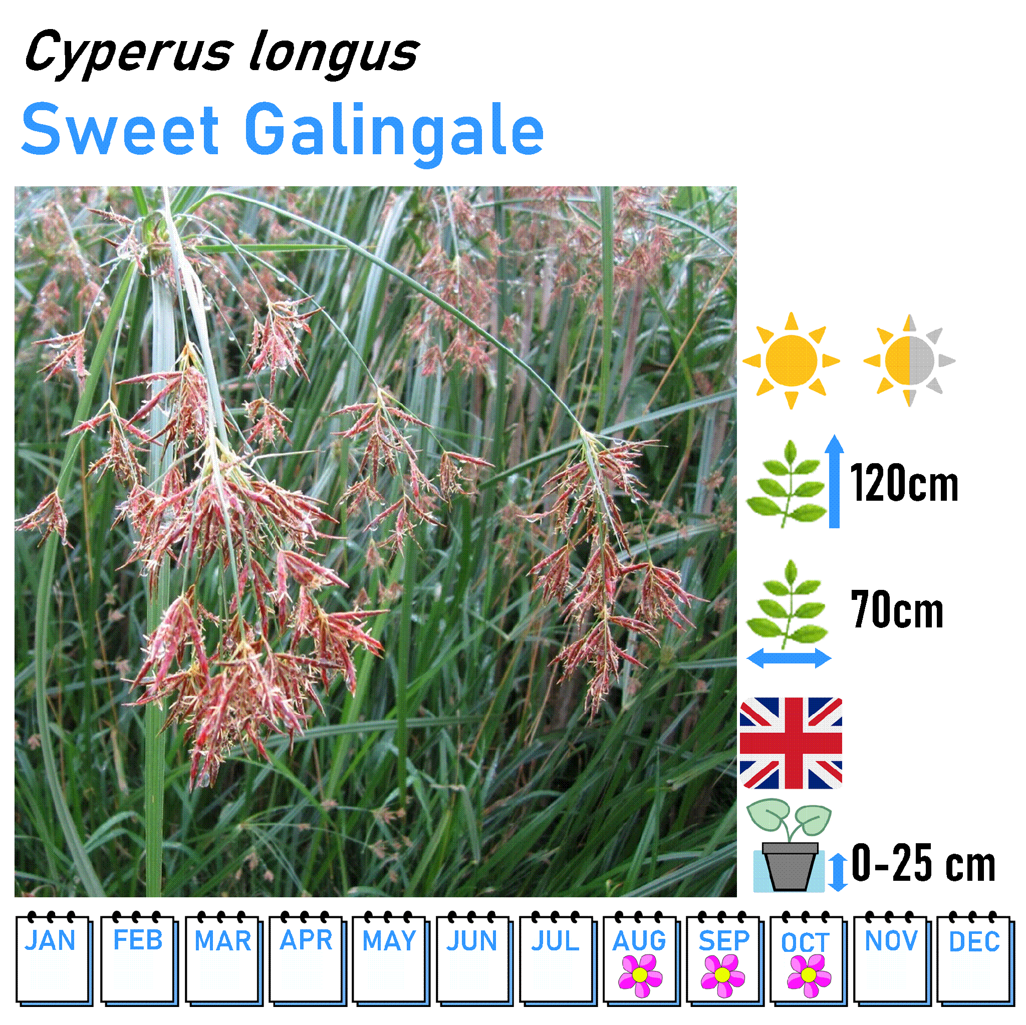 UK Native - Marginal and Bog Pond Plant- 9cm Pot