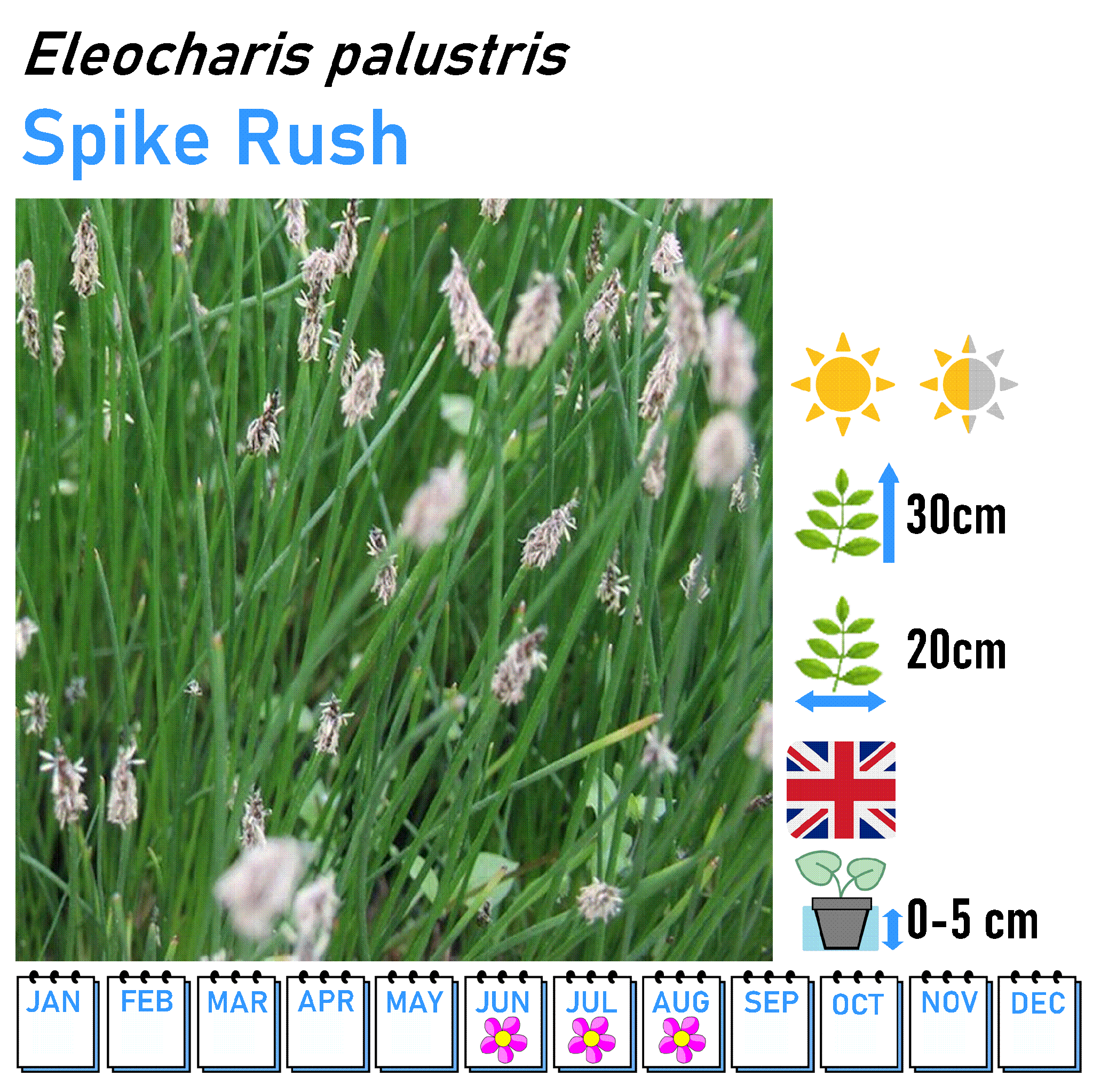 UK Native - Marginal and Bog Pond Plant- 9cm Pot