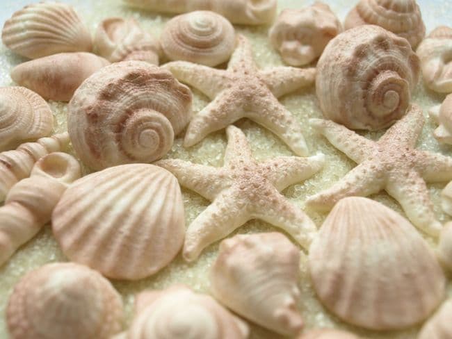 24x Handmade Edible Sea Shell & Starfish Cake Toppers Rainbow Cake ...