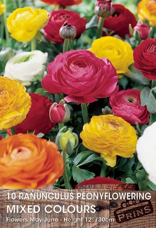 Ranunculus Peonyflowering Mix