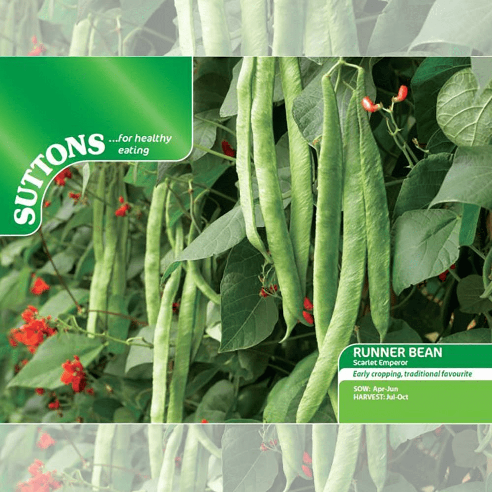 Suttons Runner Bean Seeds Scarlet Emperor