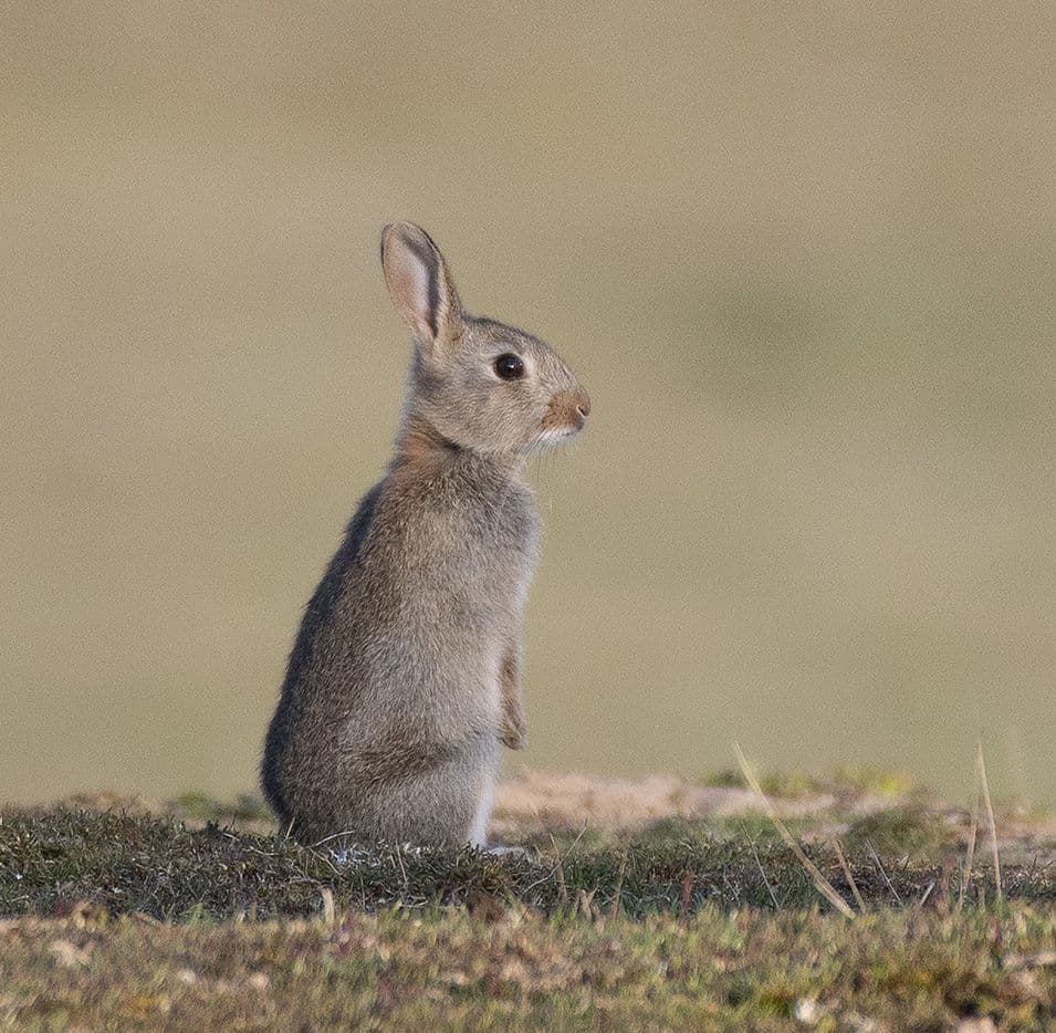 Baby Rabbit Square Greetings Card