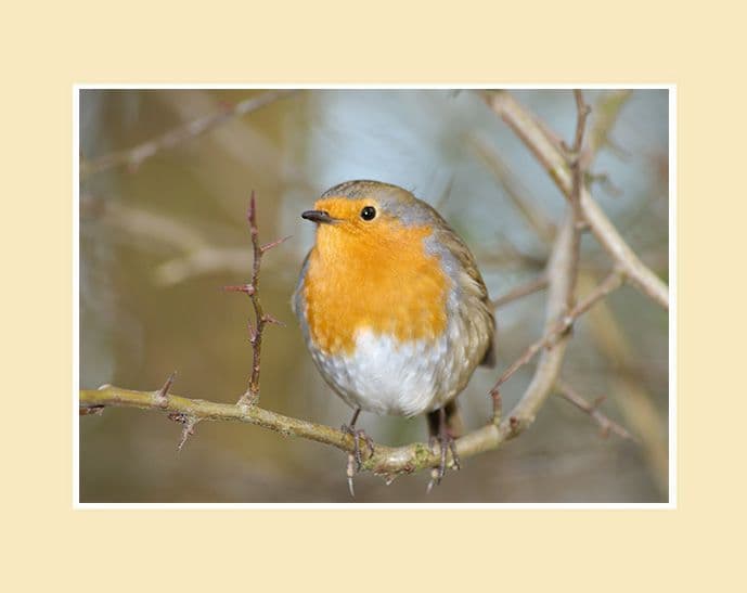 Fat Robin Print