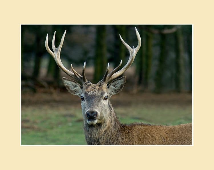 Red Deer Stag Head Print