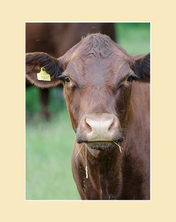 Red Poll Cow Print