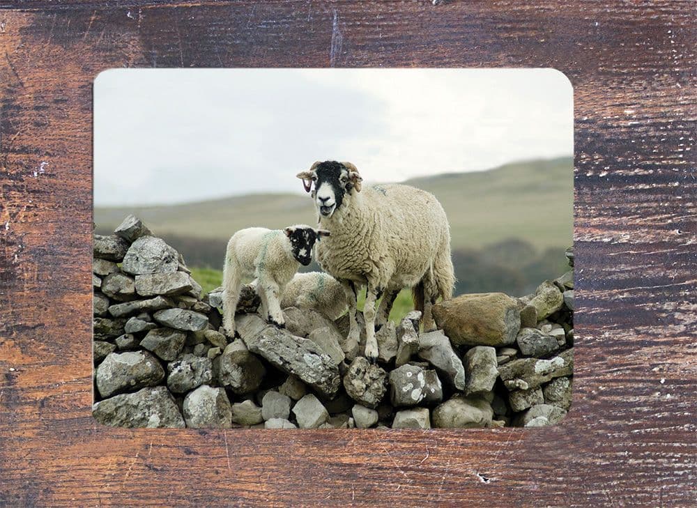 Swaledale Sheep Place Mats