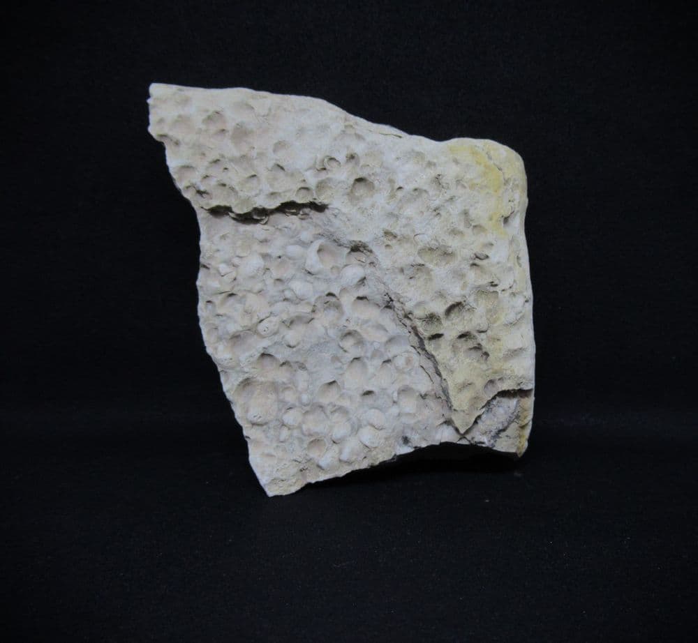 A bed of Oxytoma fallax P Flucker 1868