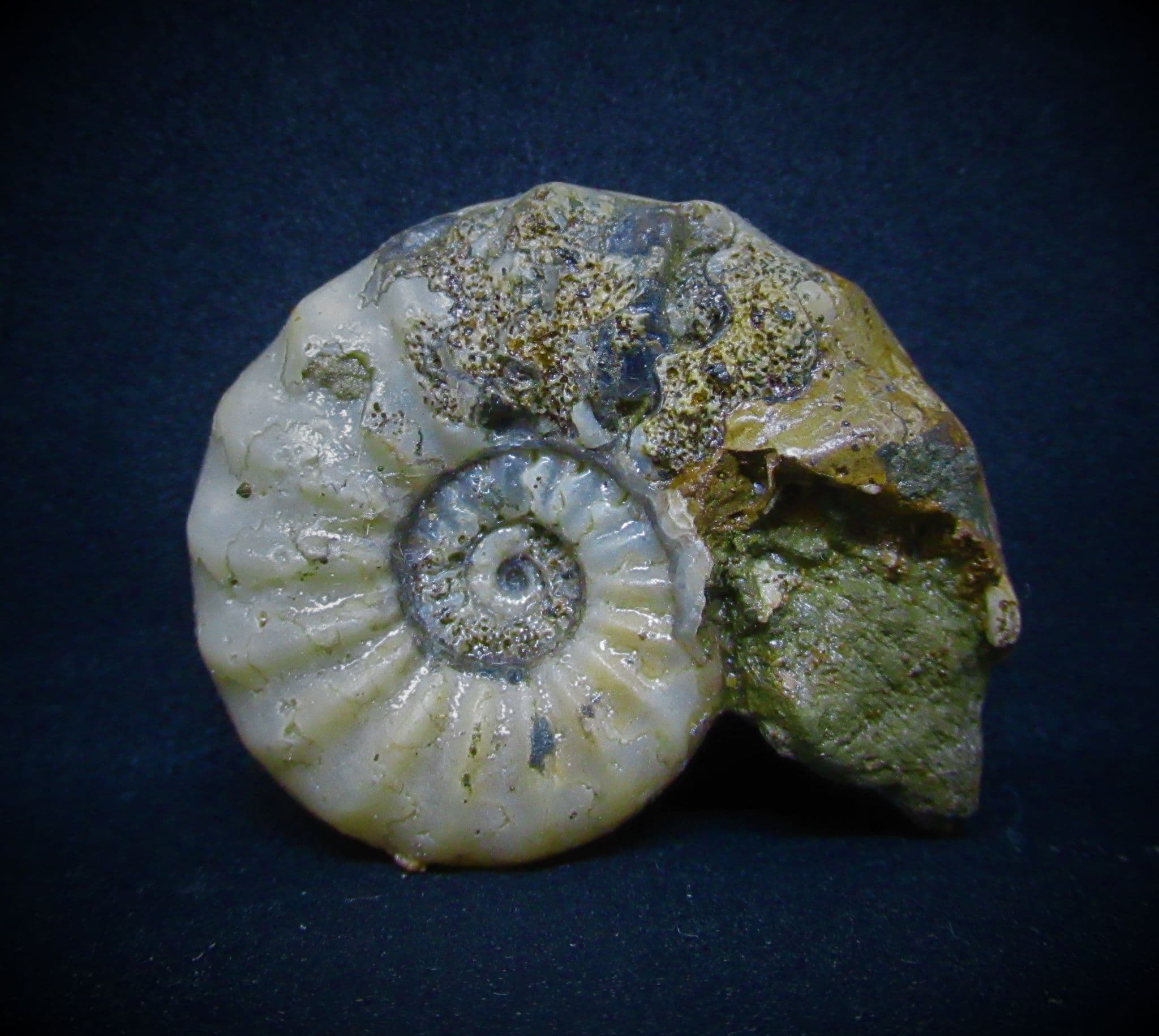 Aegasteroceras saggitarium from Scunthorpe in green Chamousite