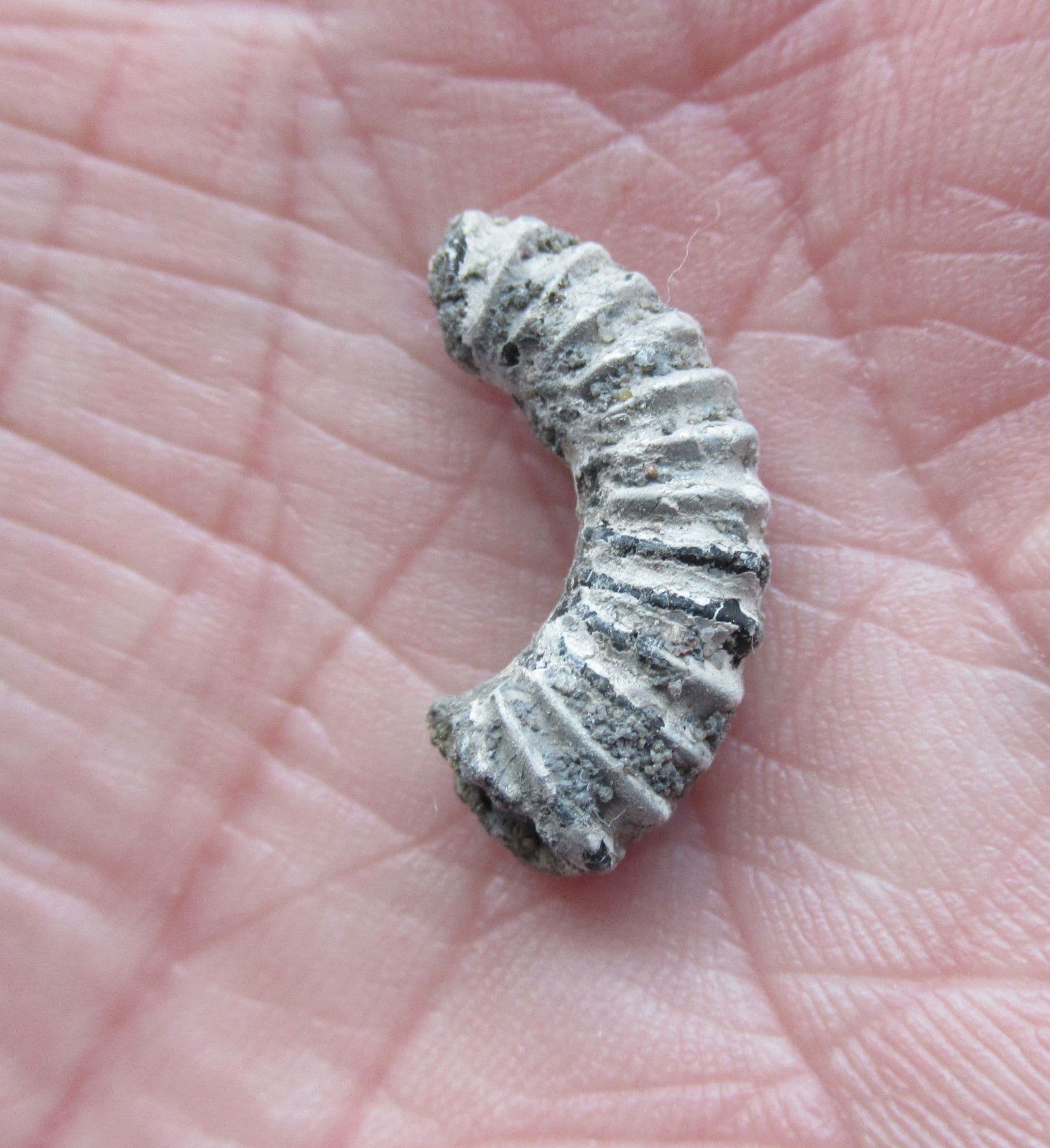 Aegocrioceras Speeton clay Heteromorph