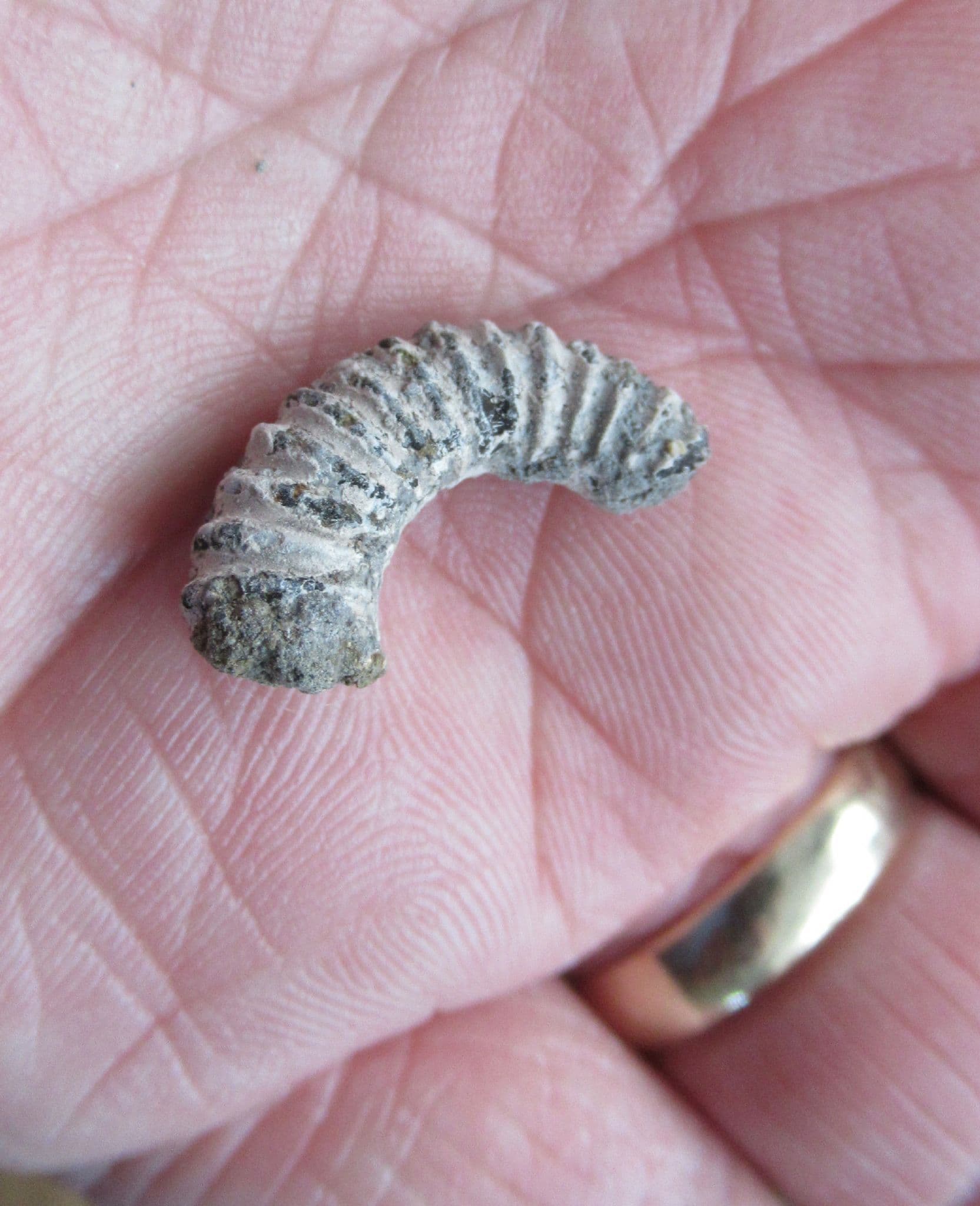 Aegocrioceras Speeton clay Heteromorph