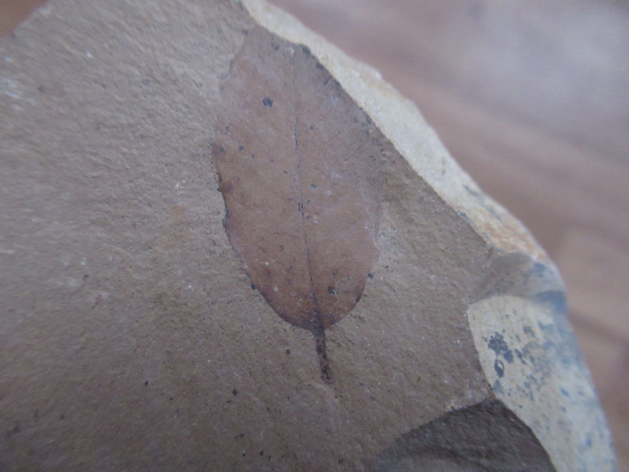 Alnas species Alder leaf