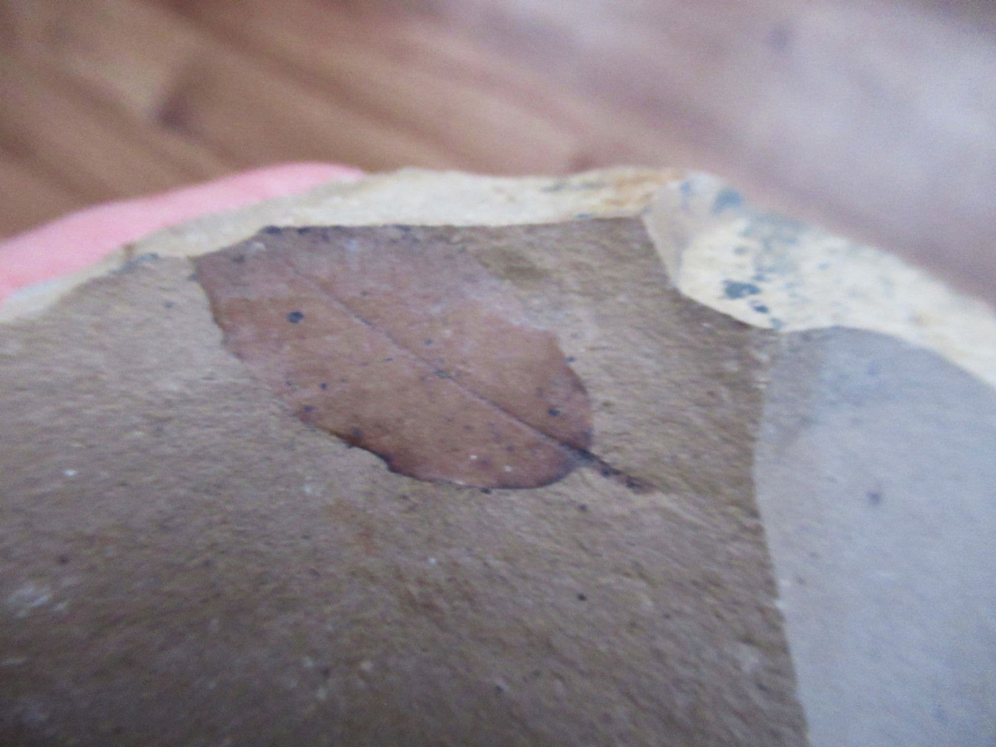 Alnas species Alder leaf