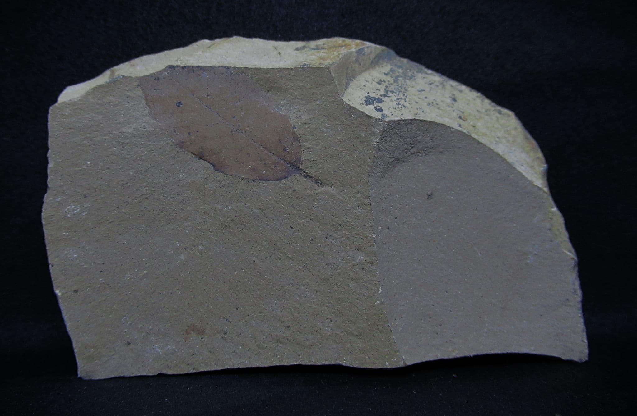 Alnas species Alder leaf