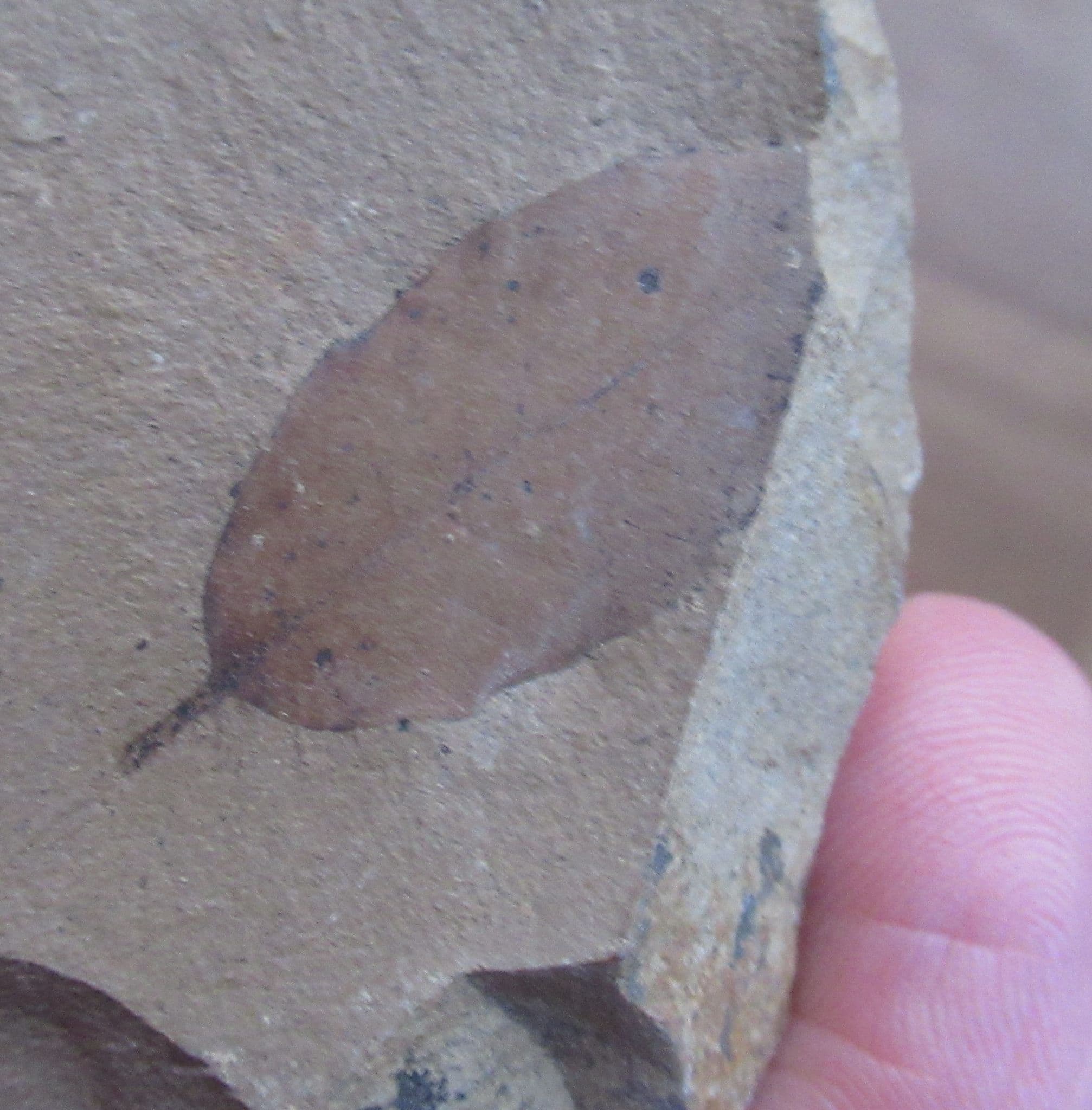 Alnas species Alder leaf