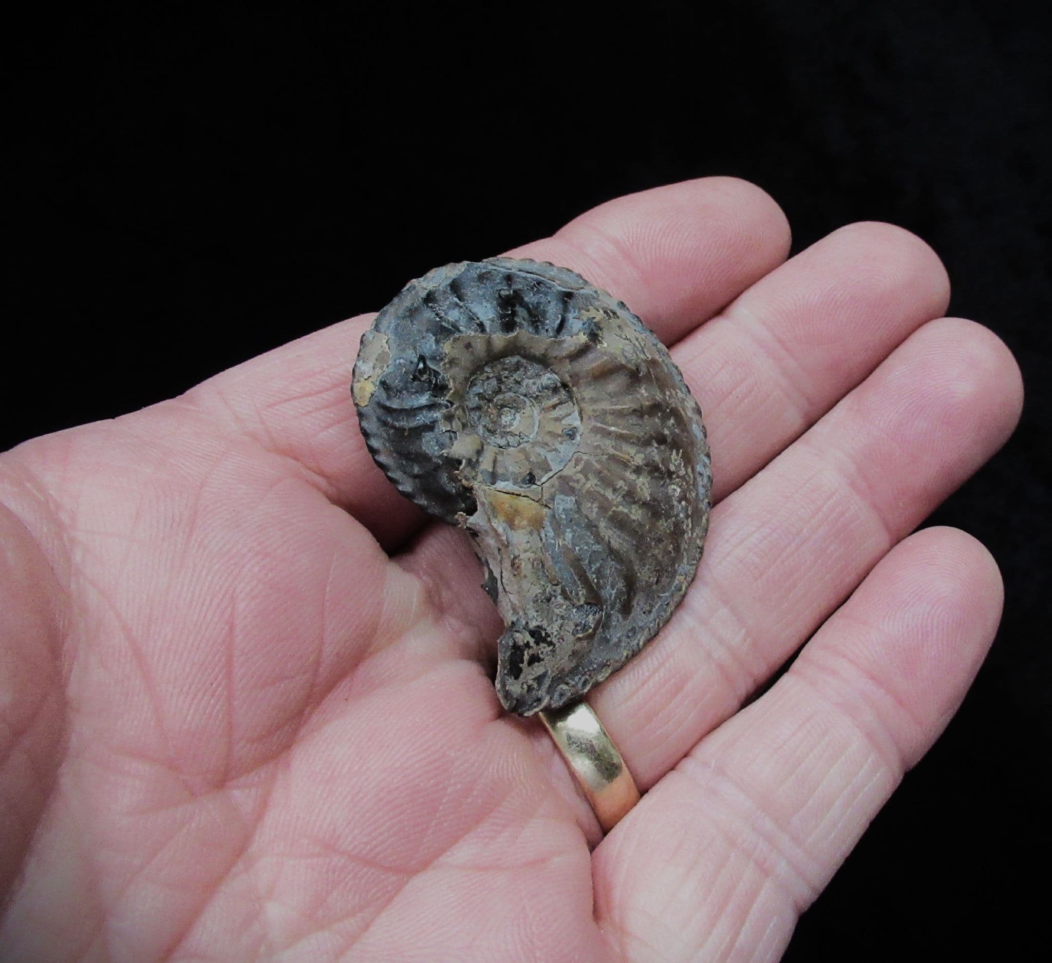 Amaltheus gibbosus Schlotheim 1820