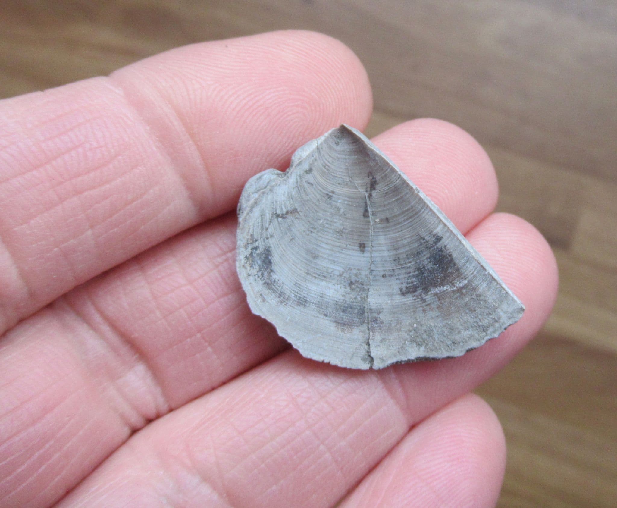 Ammonite Aptychus from Abingdon