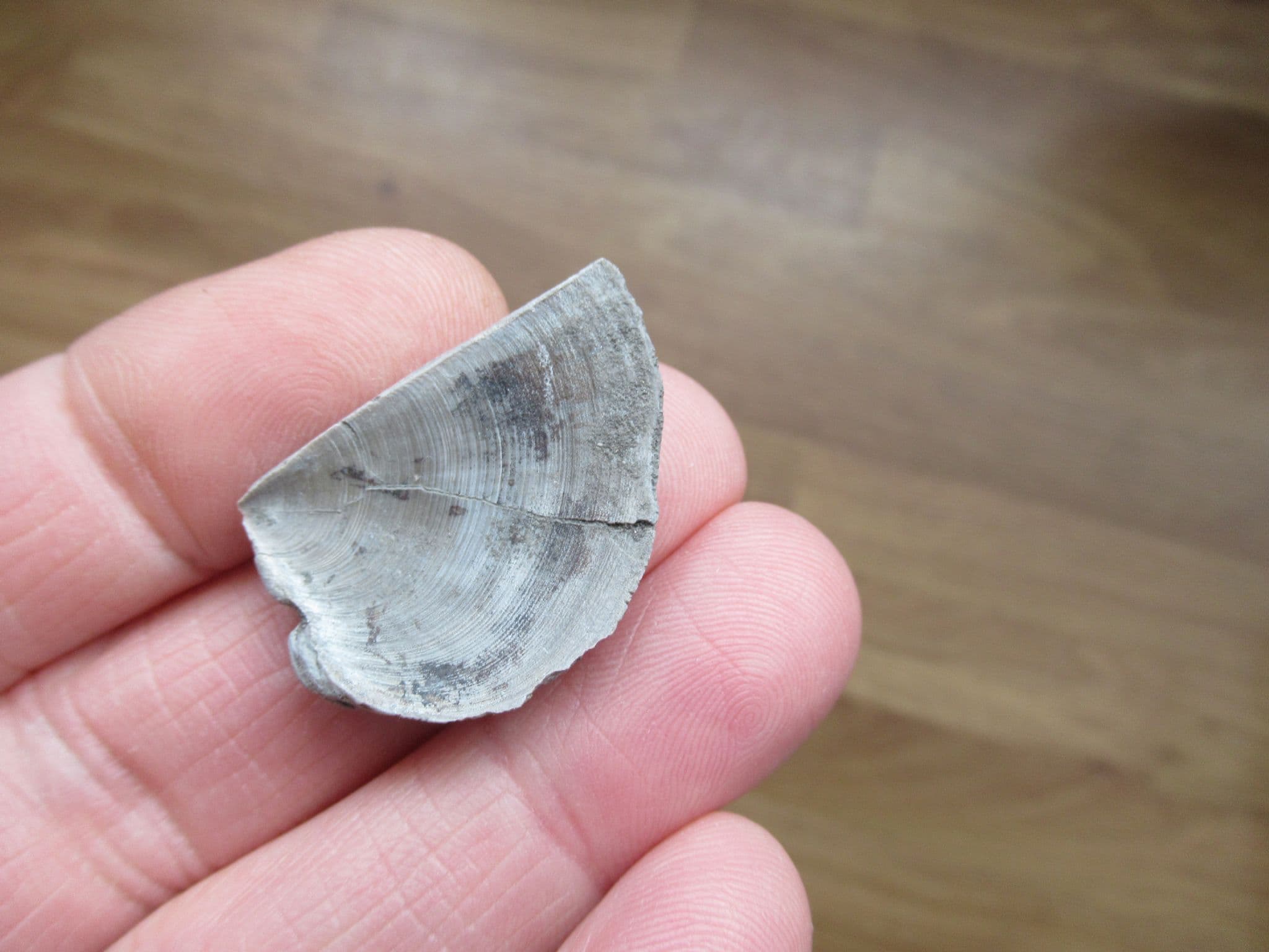 Ammonite Aptychus from Abingdon