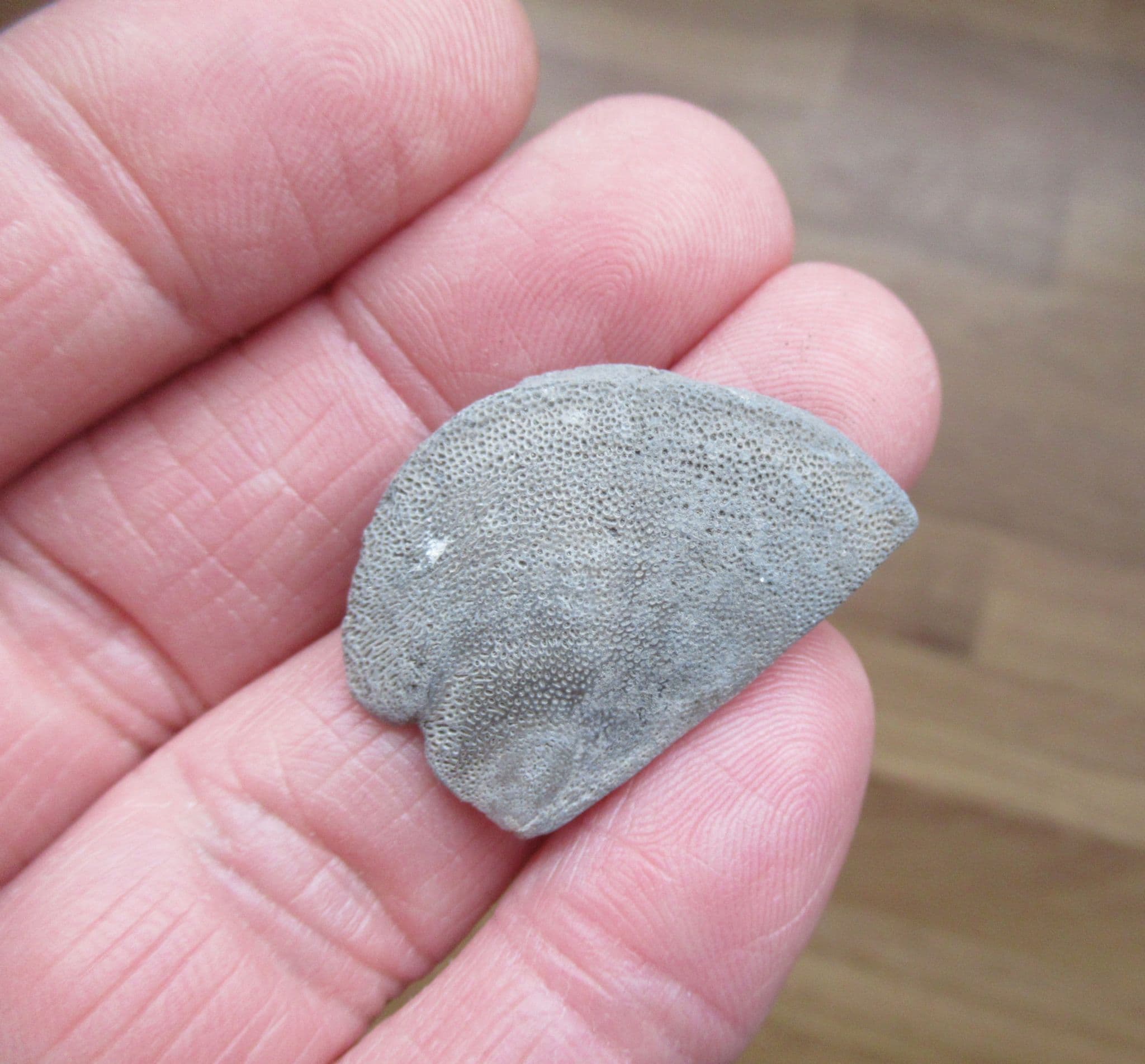 Ammonite Aptychus from Abingdon