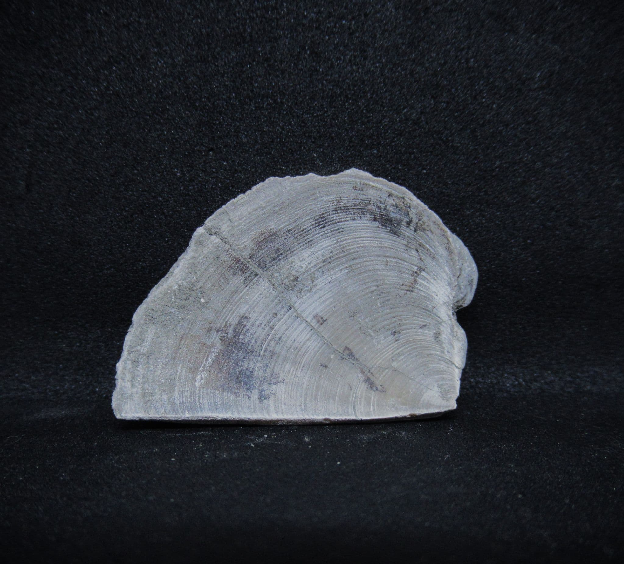 Ammonite Aptychus from Abingdon