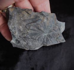 Annularia stellata from Writhlington