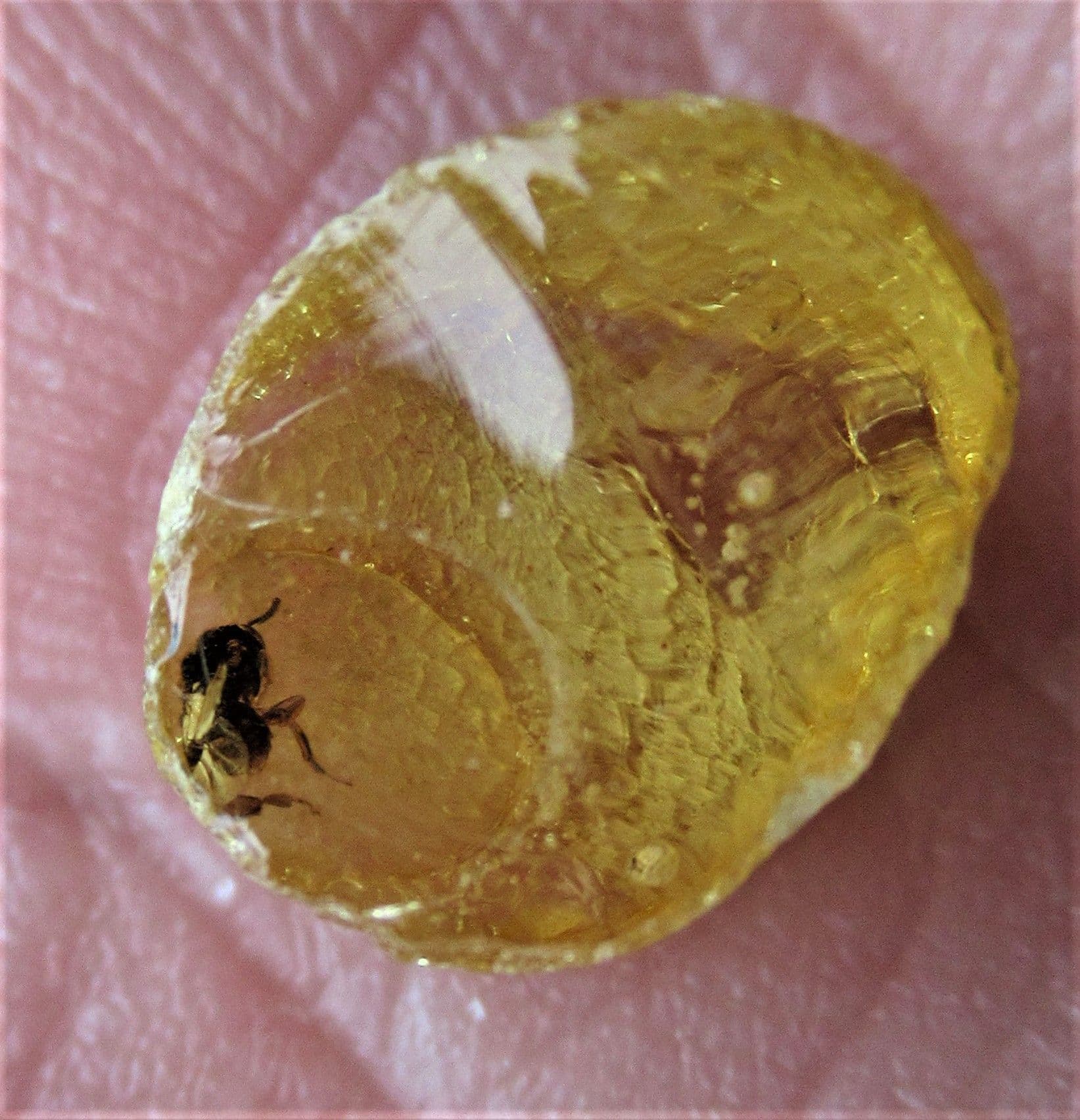 Ant in Copal Amber