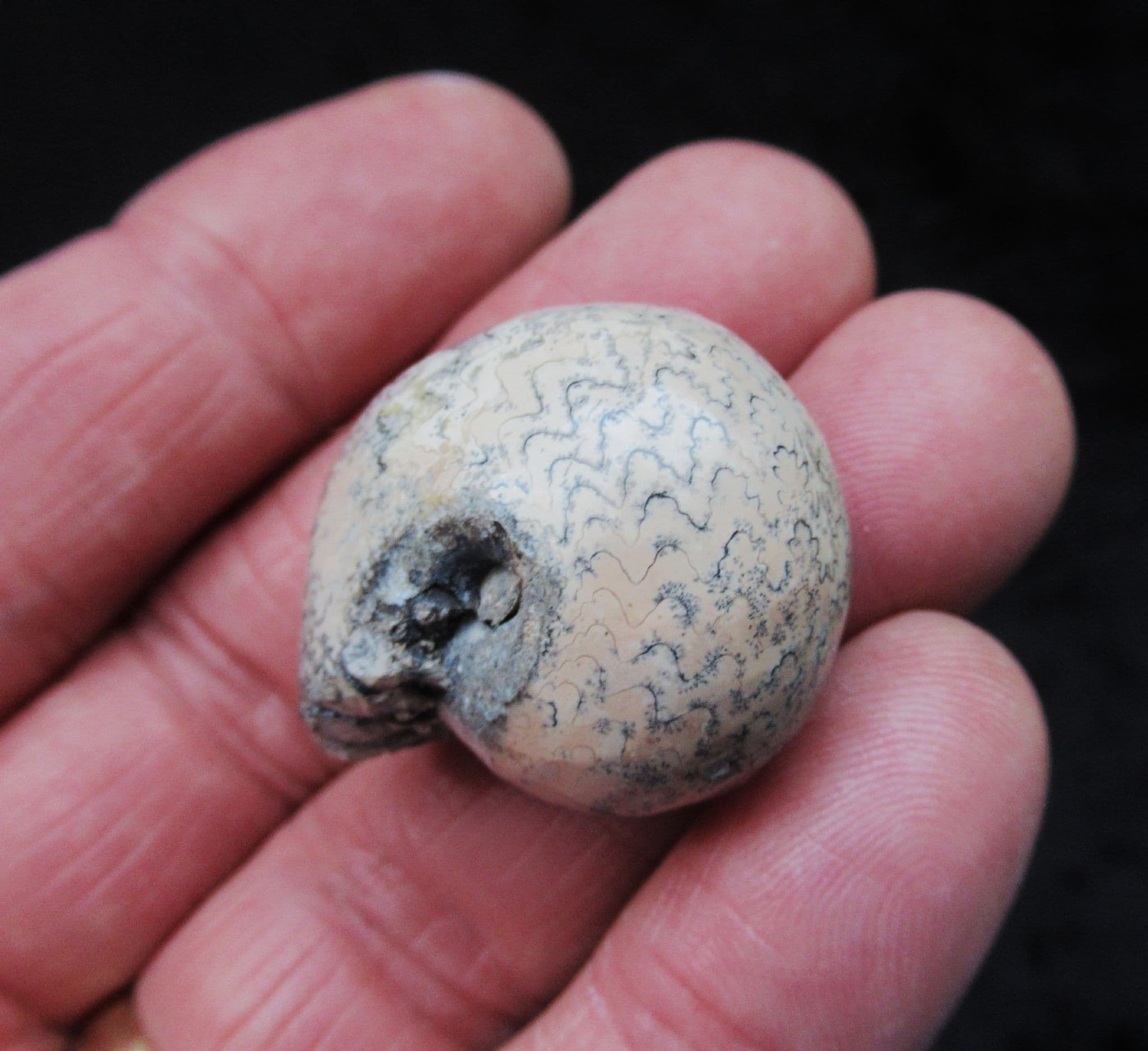Arcestes cf timorensis