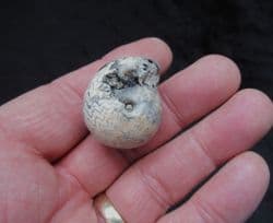 Arcestes cf timorensis