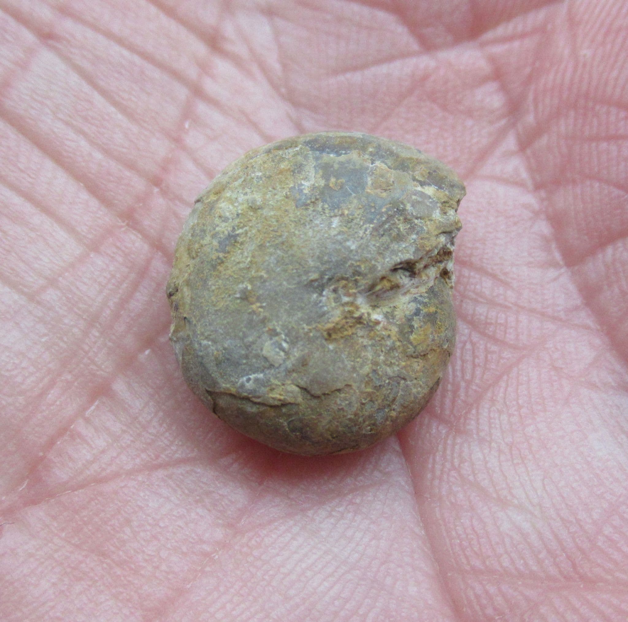 Aspenites acutus Triassic ammonite