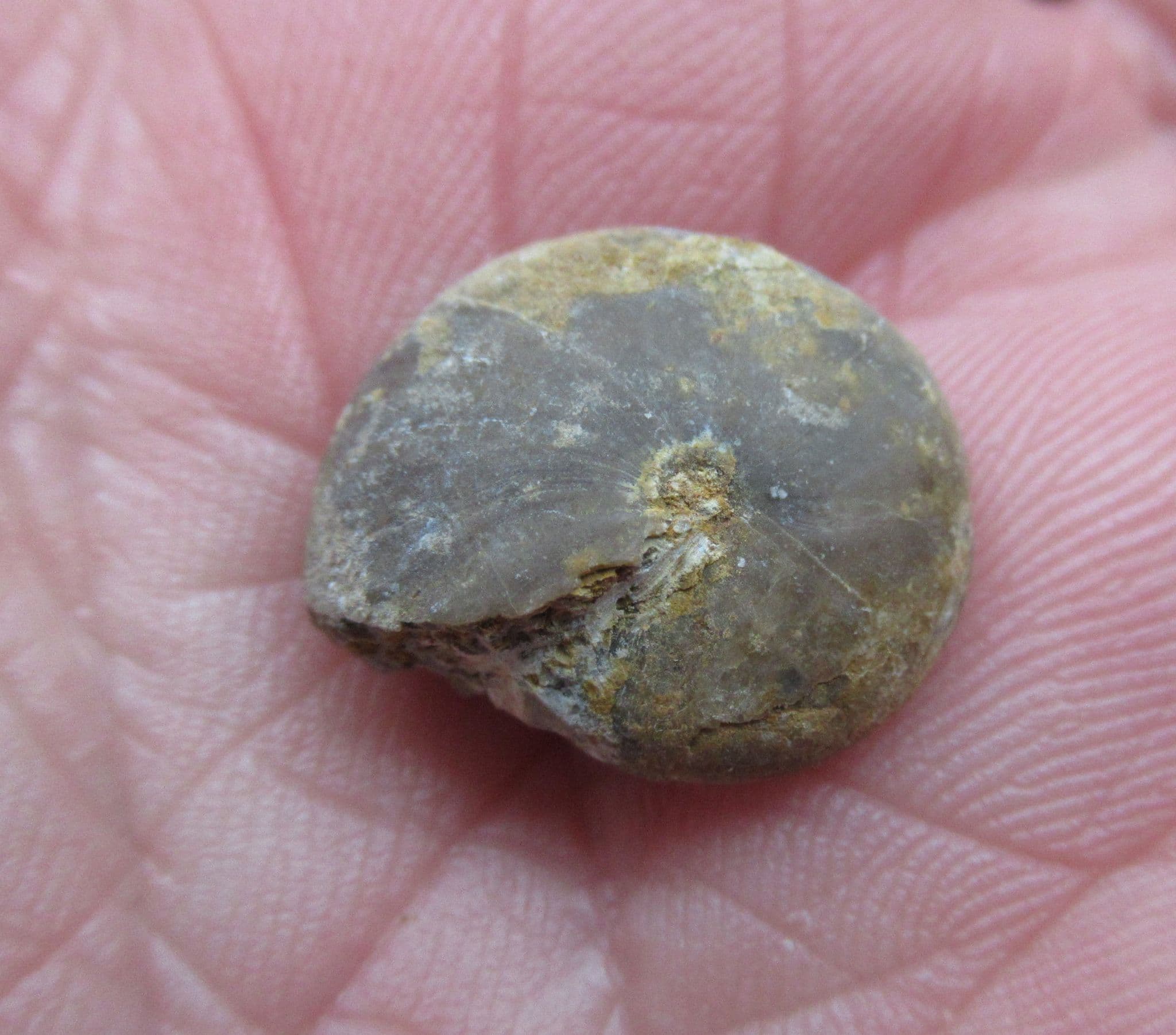 Aspenites acutus Triassic ammonite