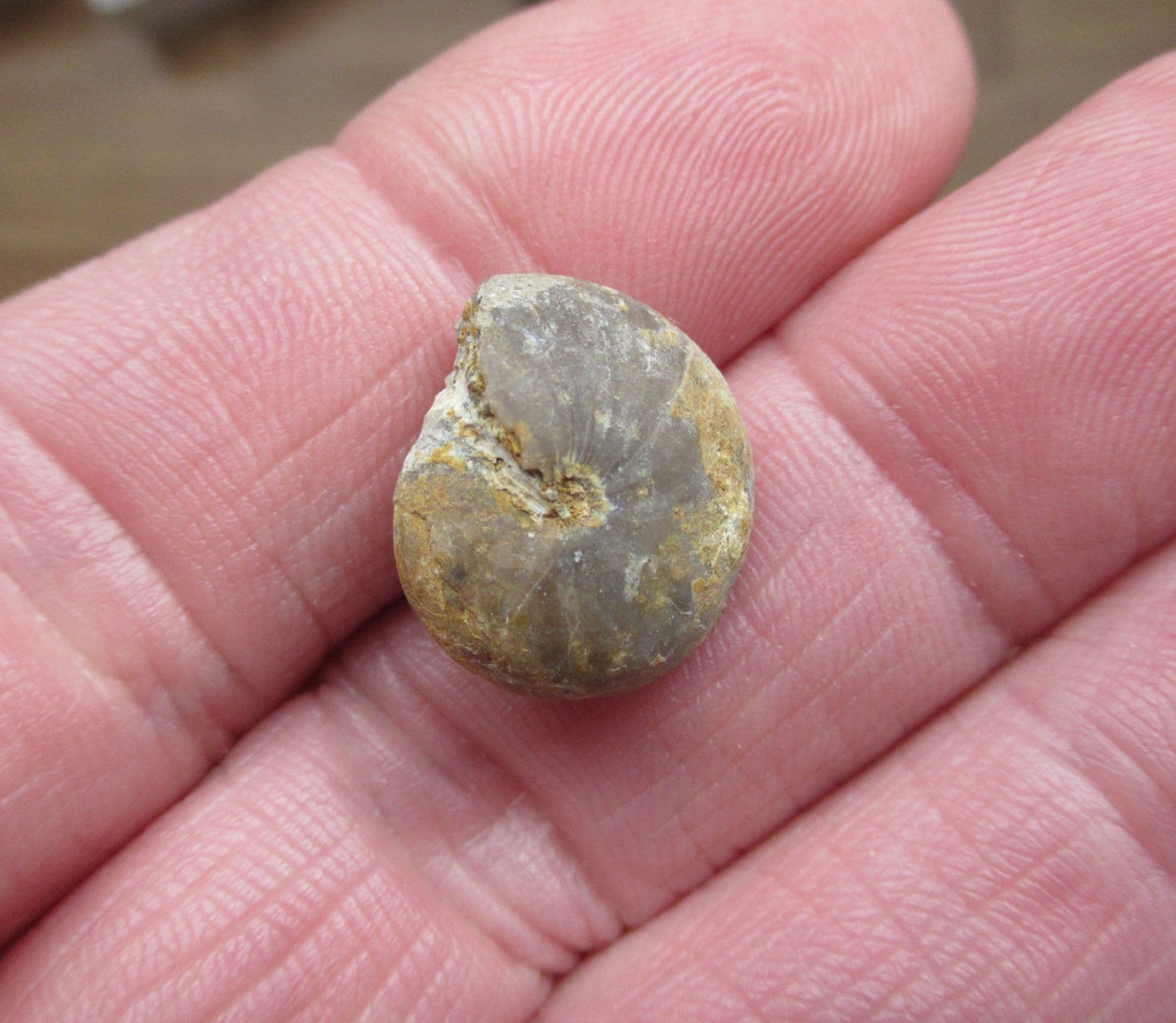 Aspenites acutus Triassic ammonite