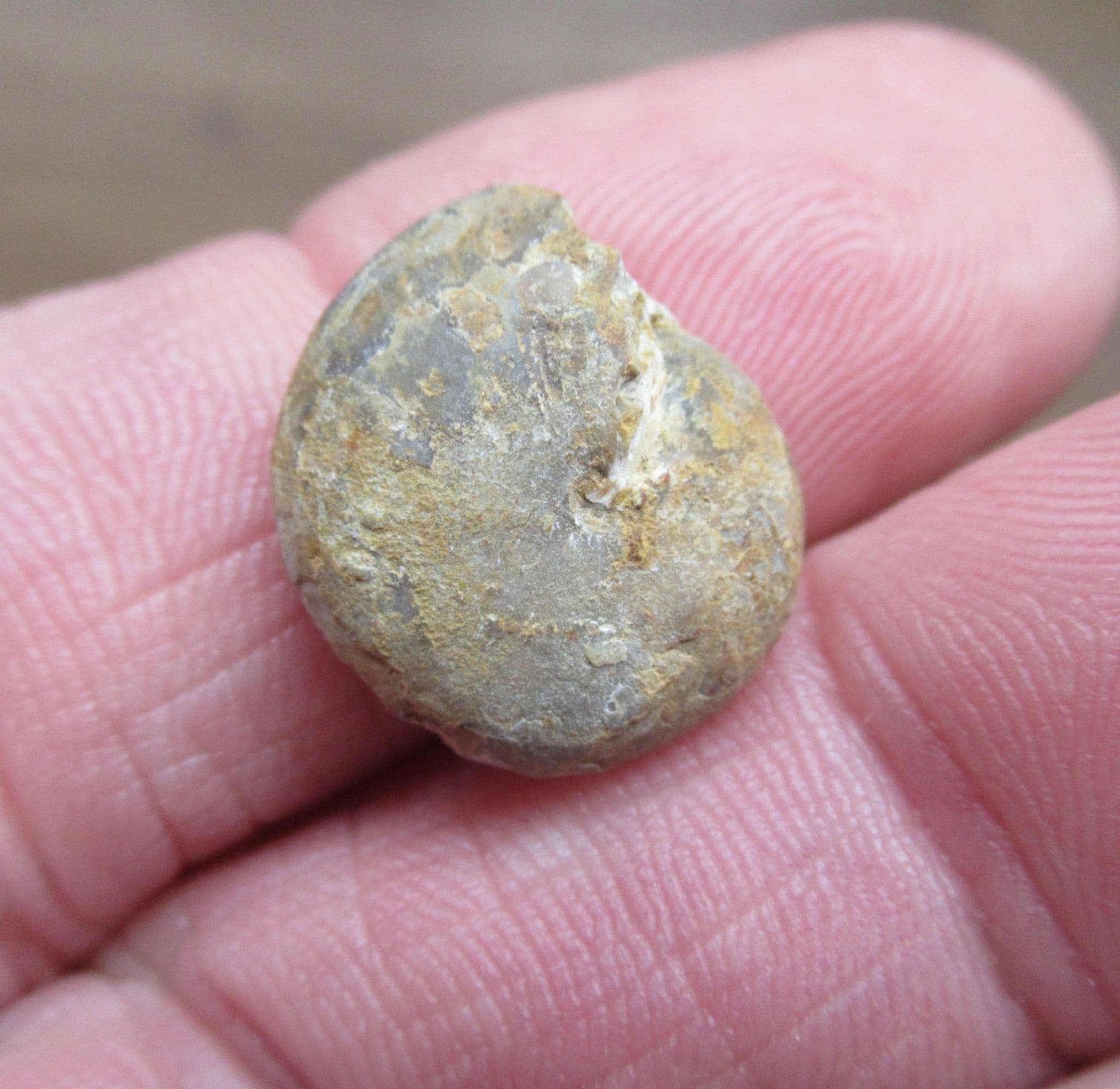 Aspenites acutus Triassic ammonite