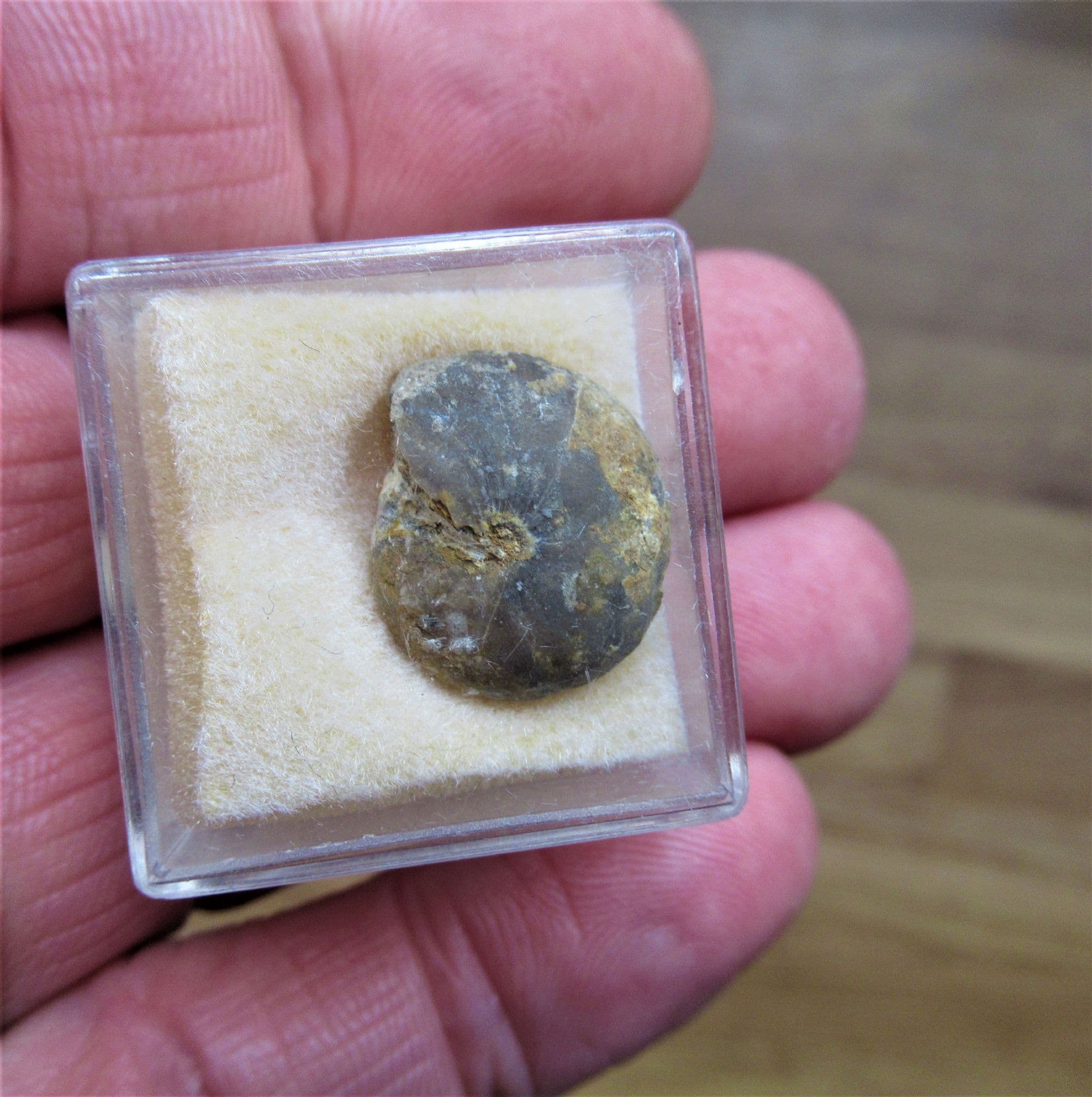 Aspenites acutus Triassic ammonite