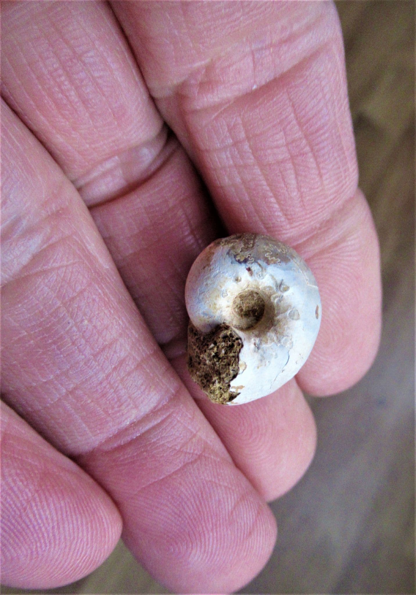 Aspidoceras cf longispina