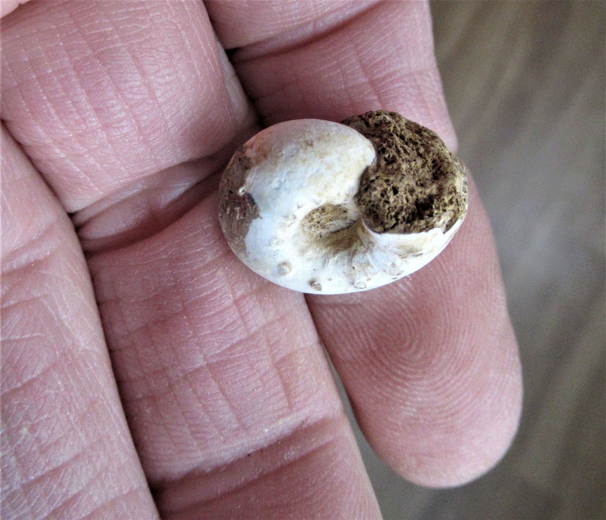 Aspidoceras cf longispina