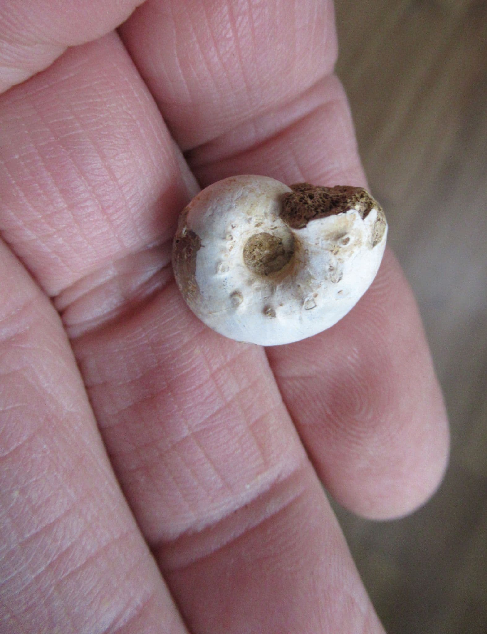 Aspidoceras cf longispina