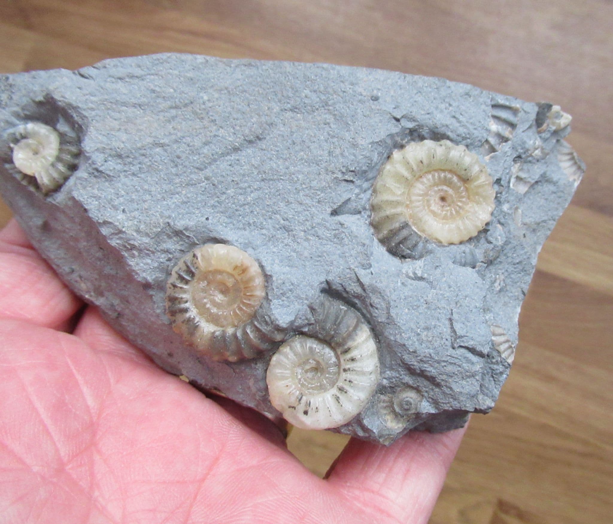 Asteroceras and Promicroceras flatstone