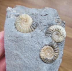 Asteroceras and Promicroceras flatstone