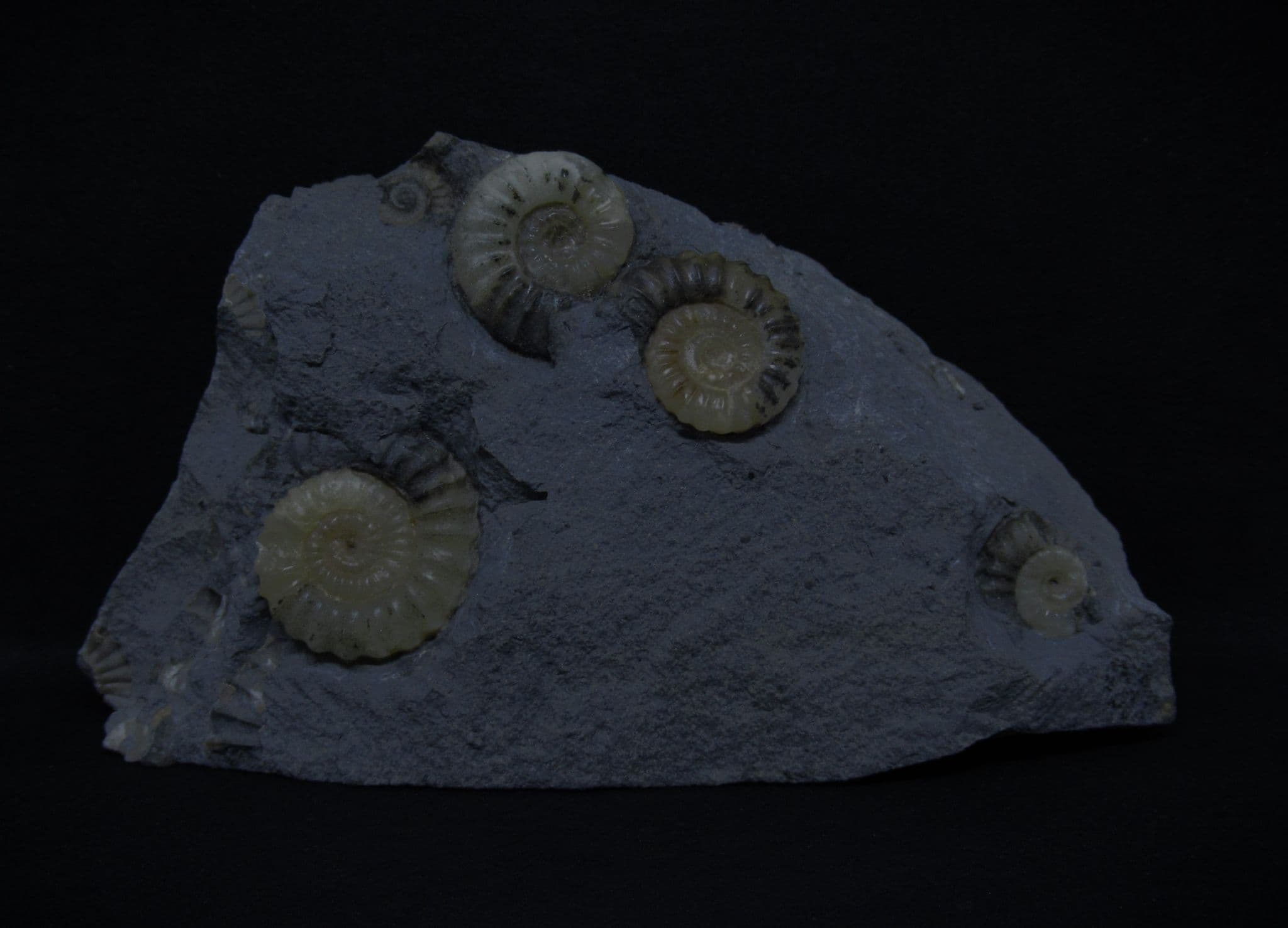 Asteroceras and Promicroceras flatstone