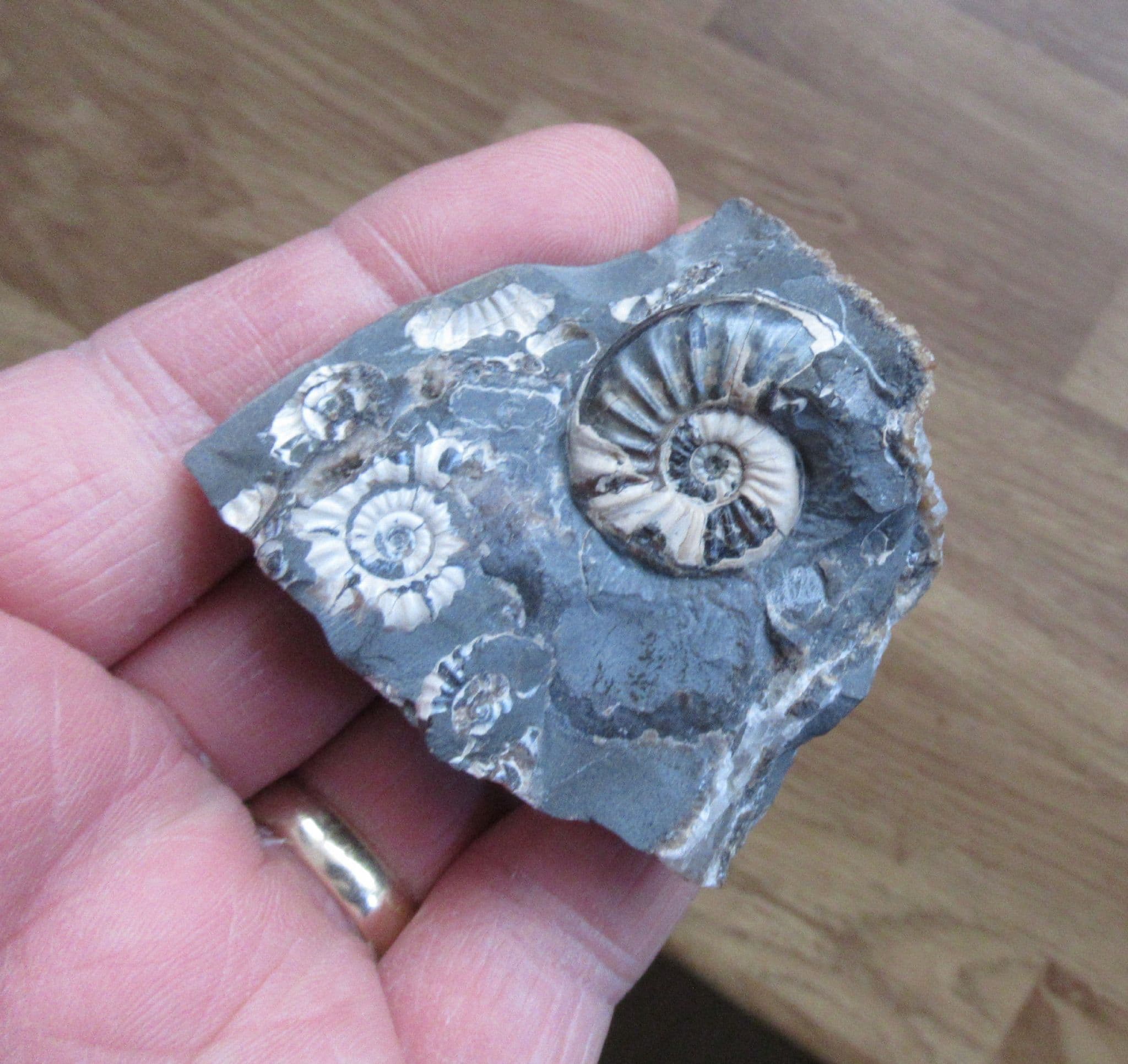 Asteroceras blakei with Promicroceras