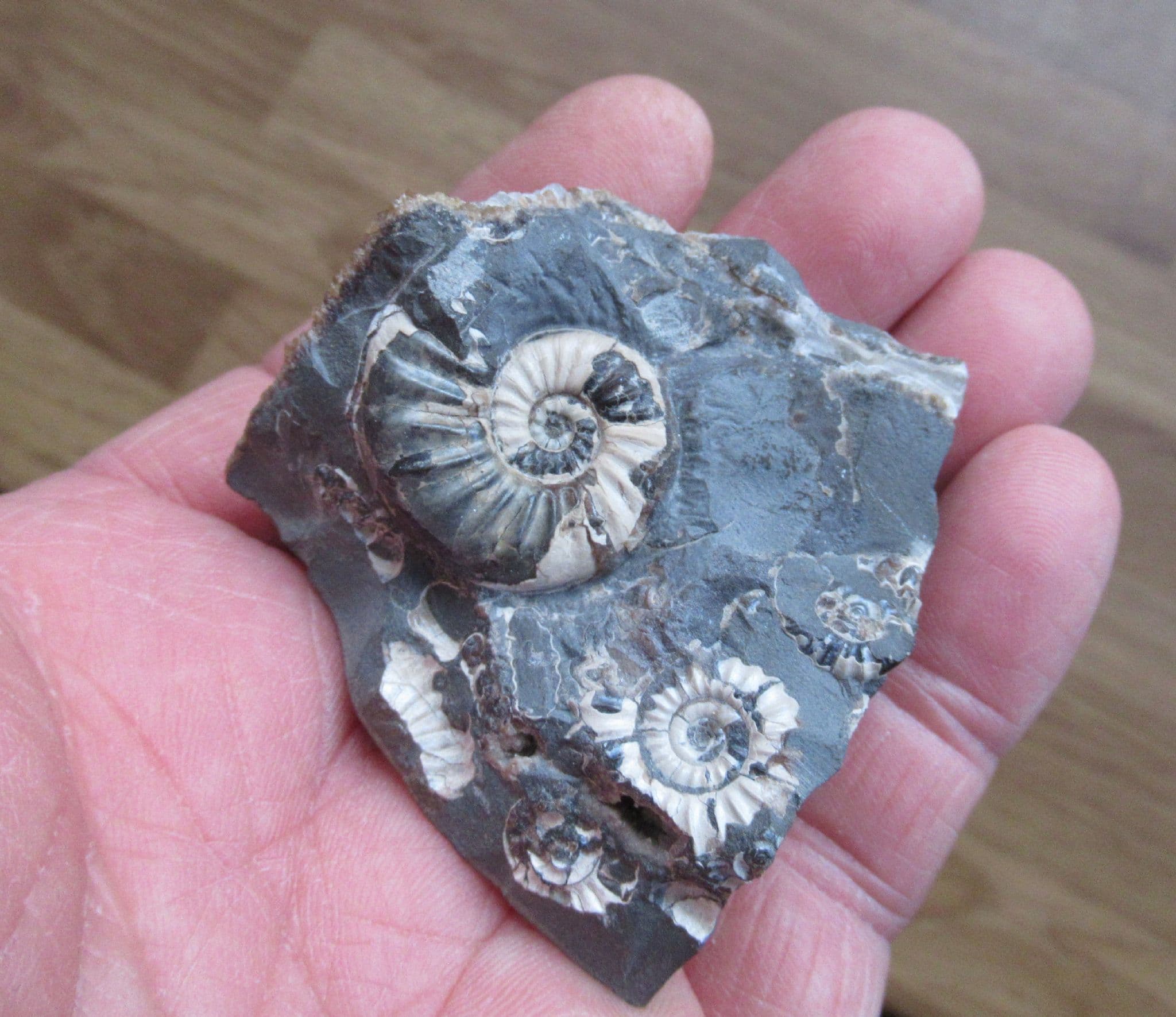 Asteroceras blakei with Promicroceras