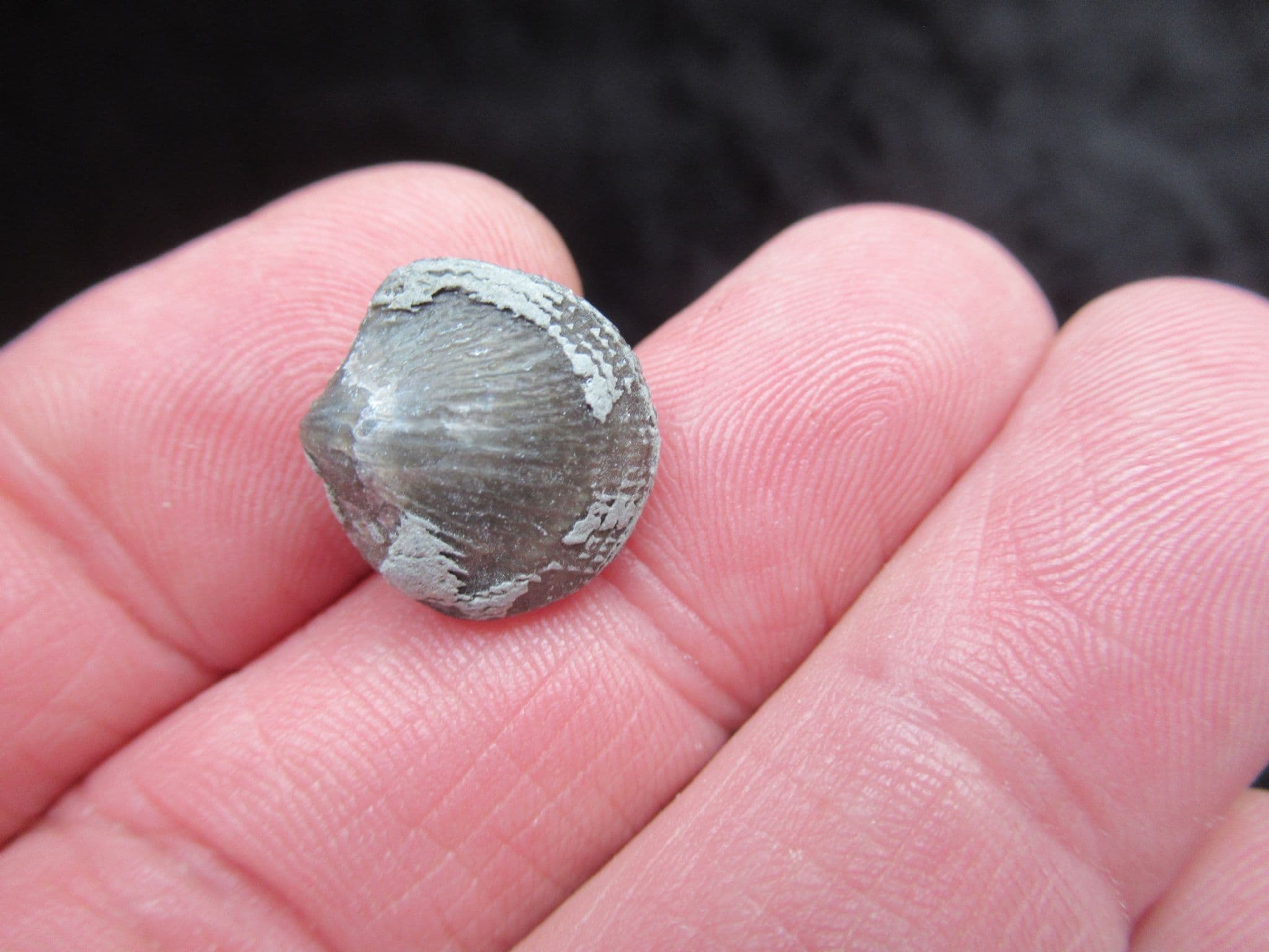 Atrypa reticularis Linnaeus 1758