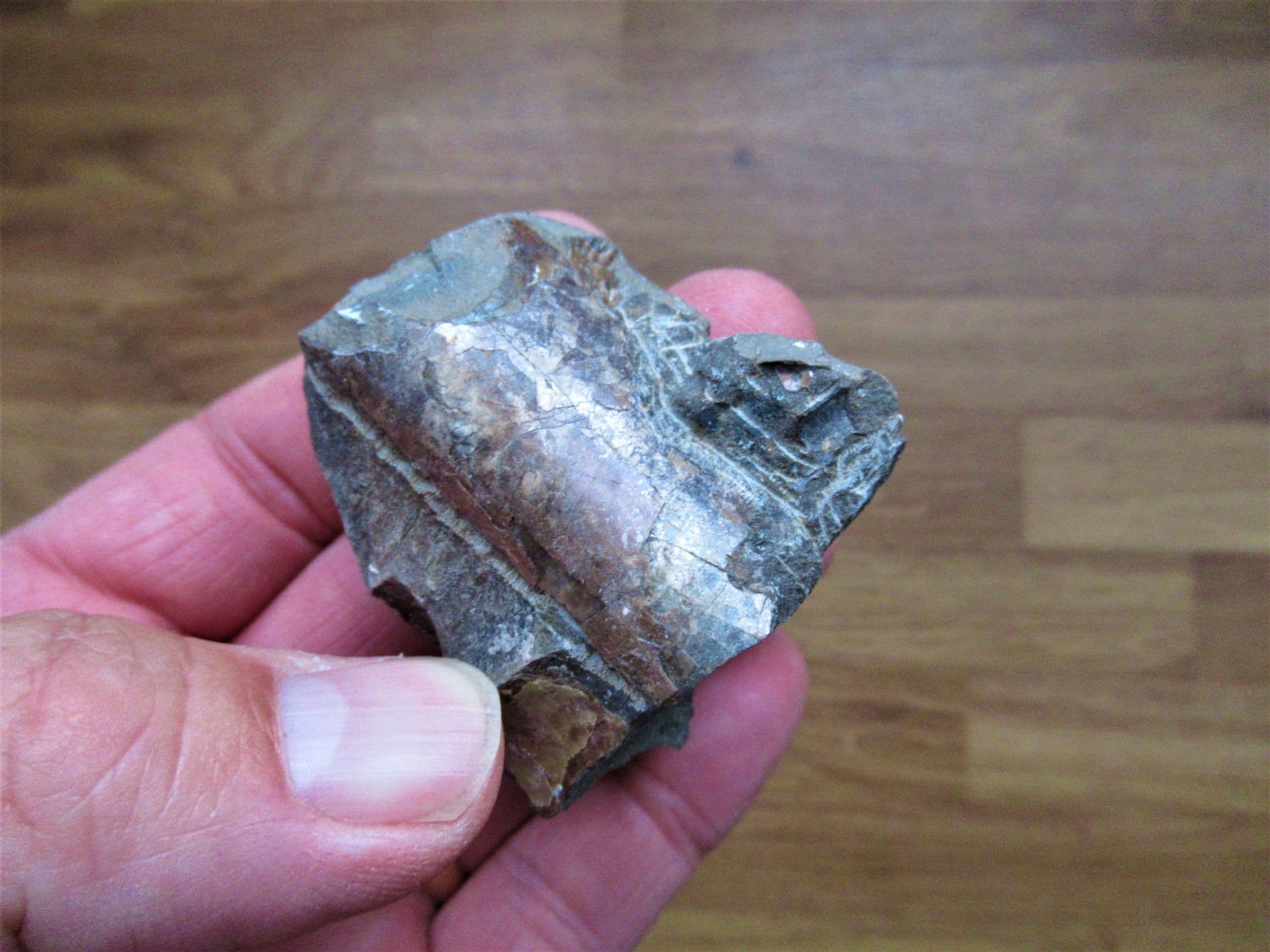 Baculites compressus Say 1920