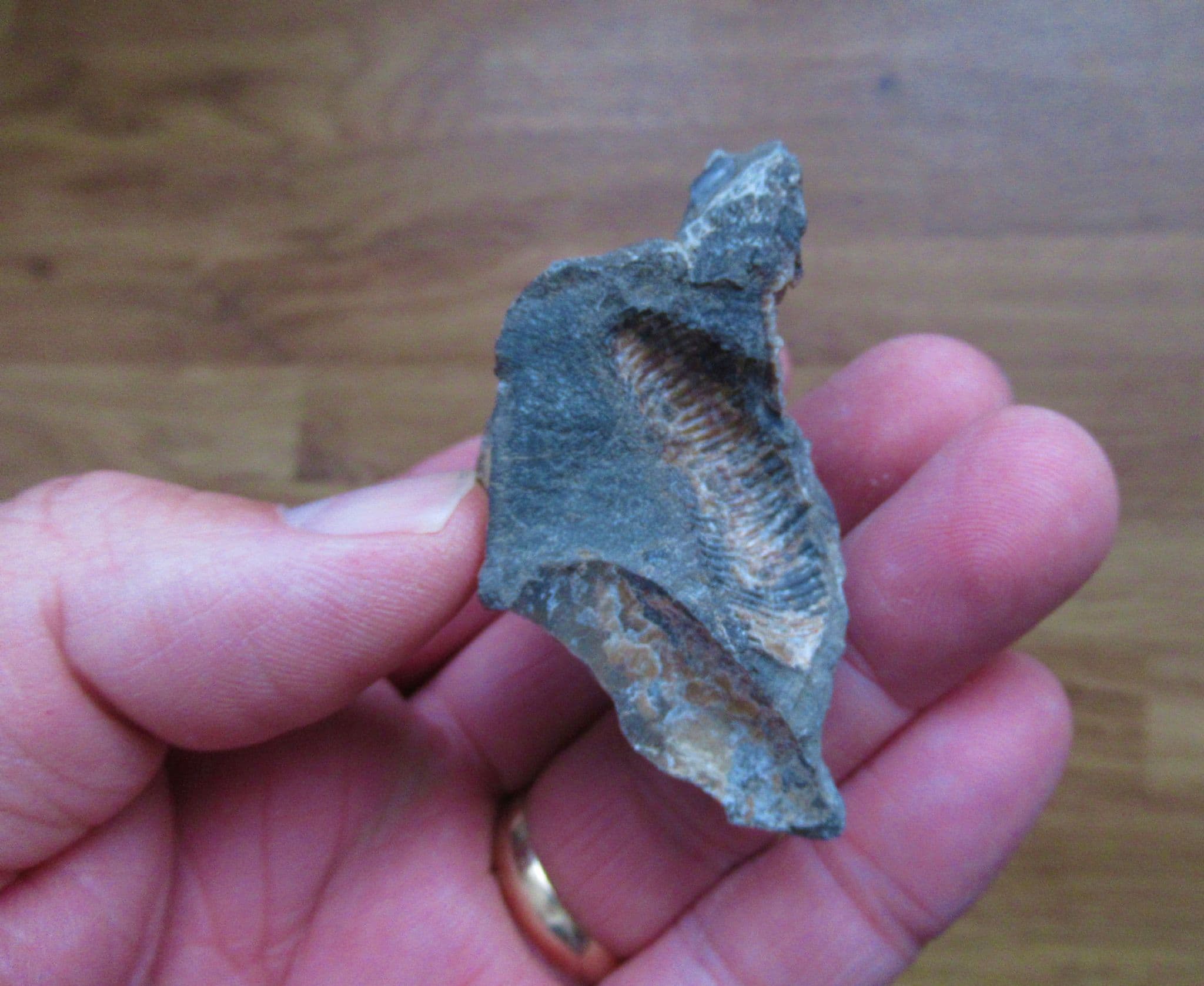 Baculites compressus Say 1920