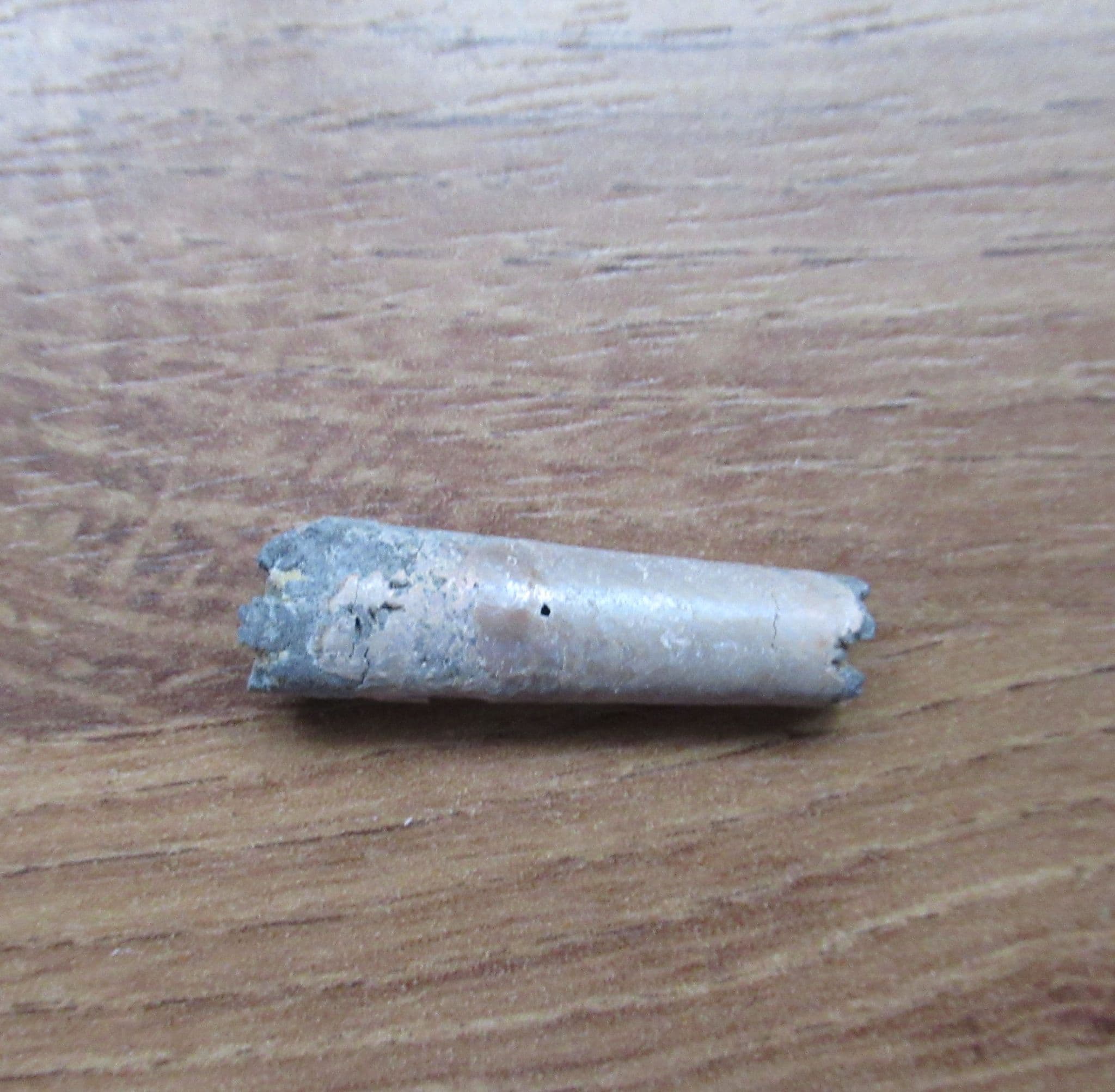 Baculites compressus Say 1920