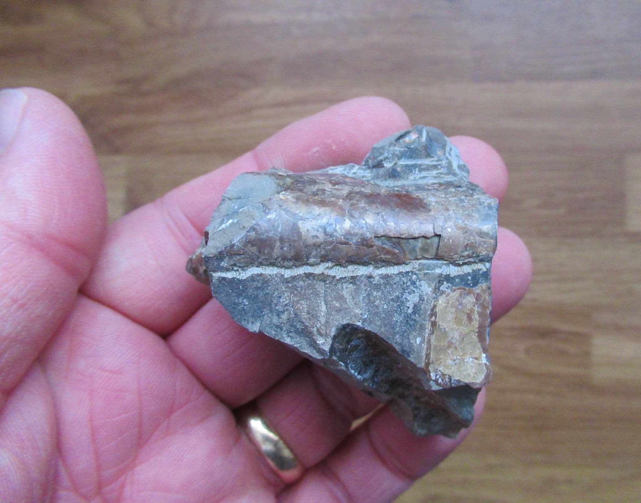 Baculites compressus Say 1920