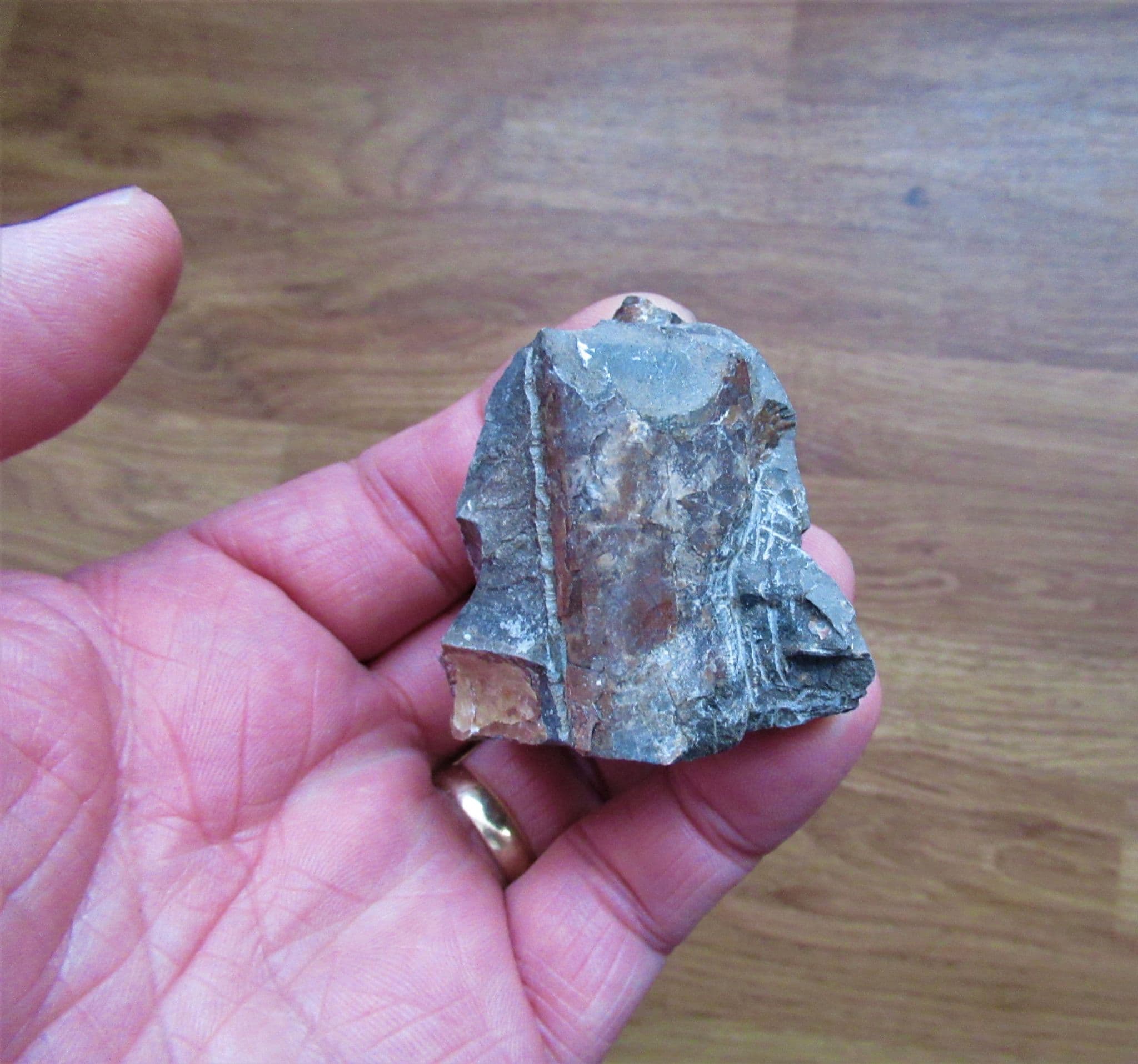 Baculites compressus Say 1920