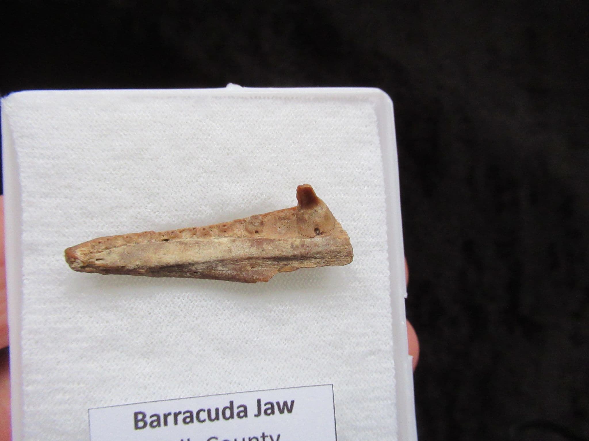 Barracuda jaw from Polk County