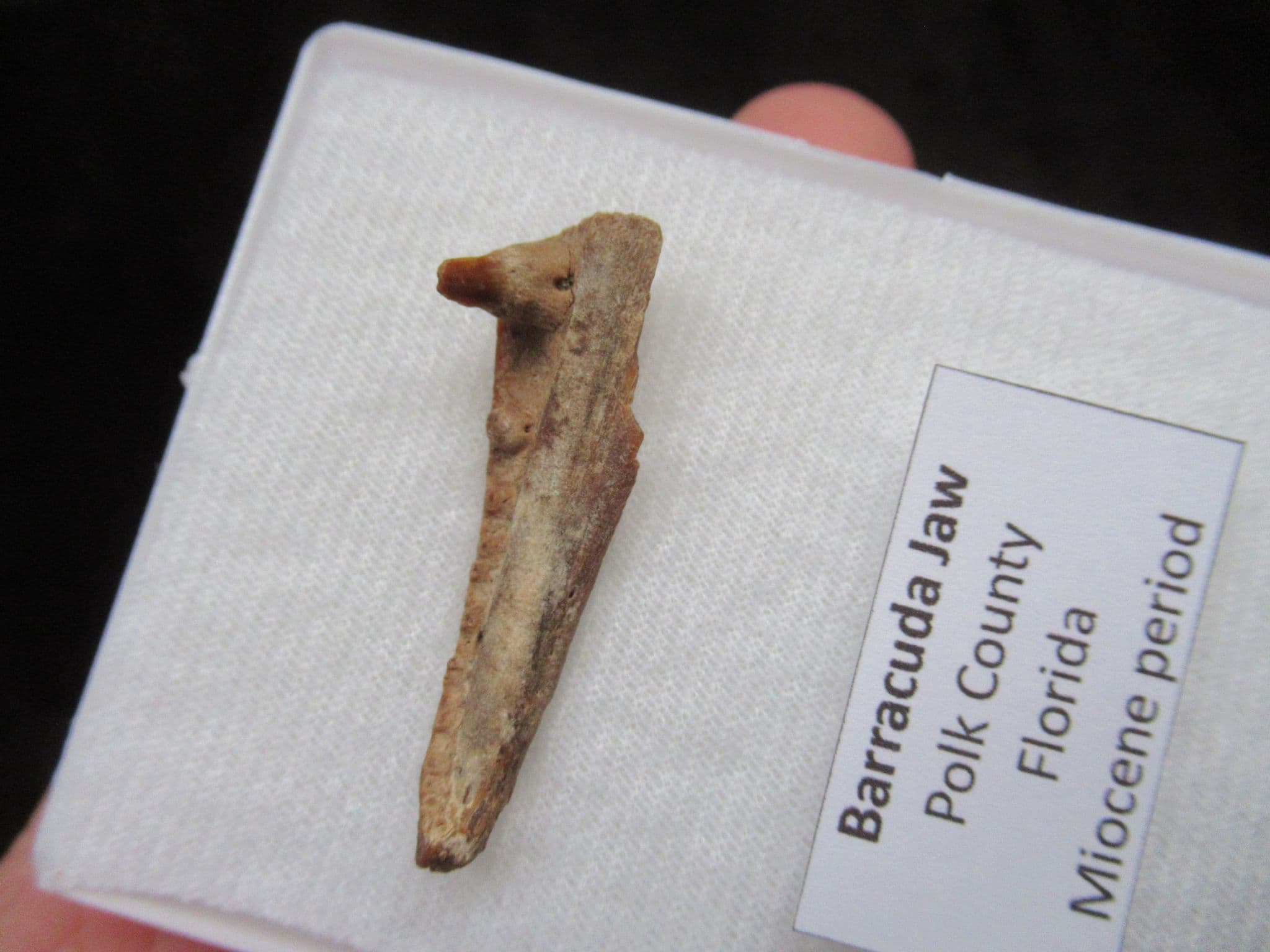 Barracuda jaw from Polk County